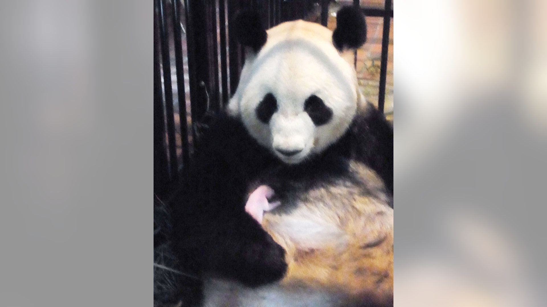 Trying to Boost Population of the Giant Panda | Fox News