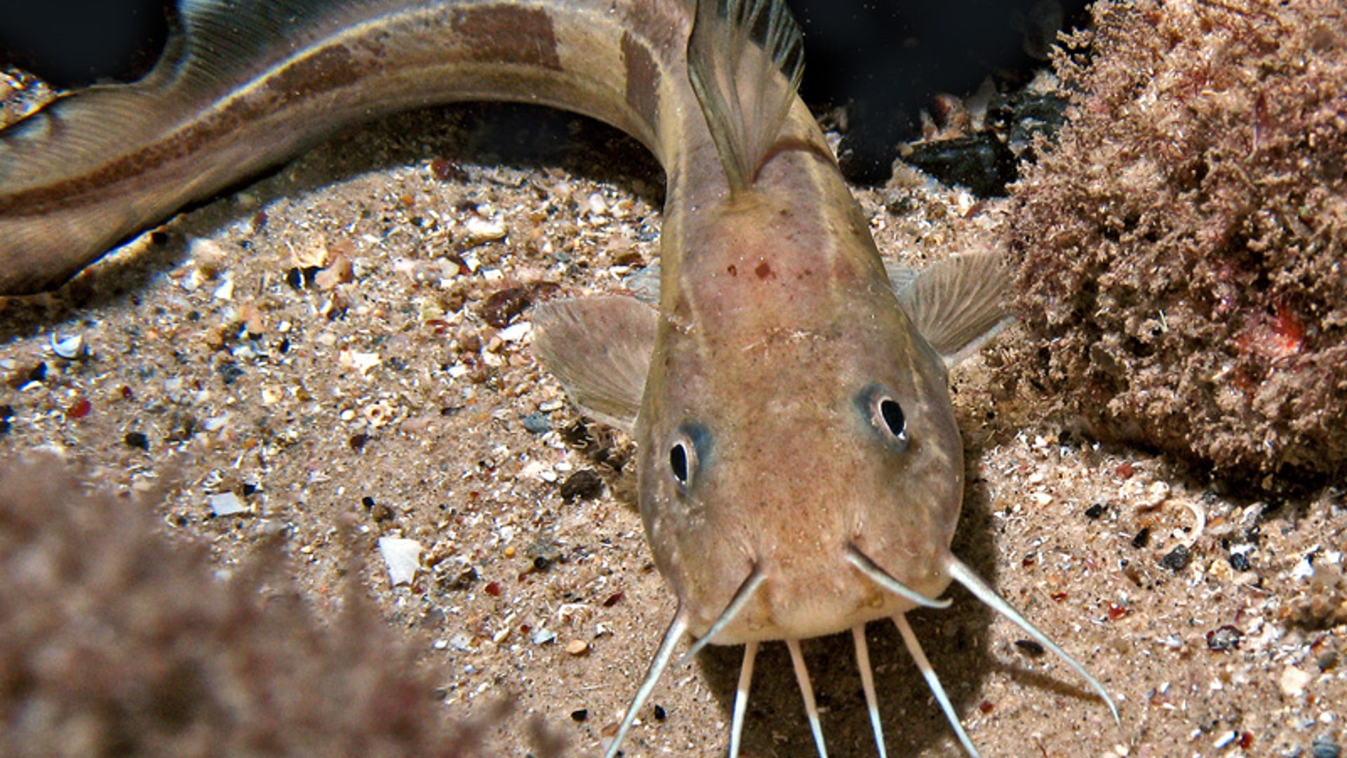 Killer 'Hezbollah' Fish Threatens Israeli Waters | Fox News
