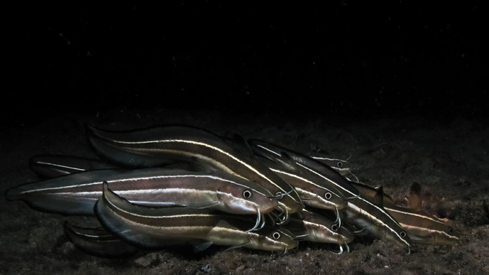 Killer 'Hezbollah' Fish Threatens Israeli Waters | Fox News