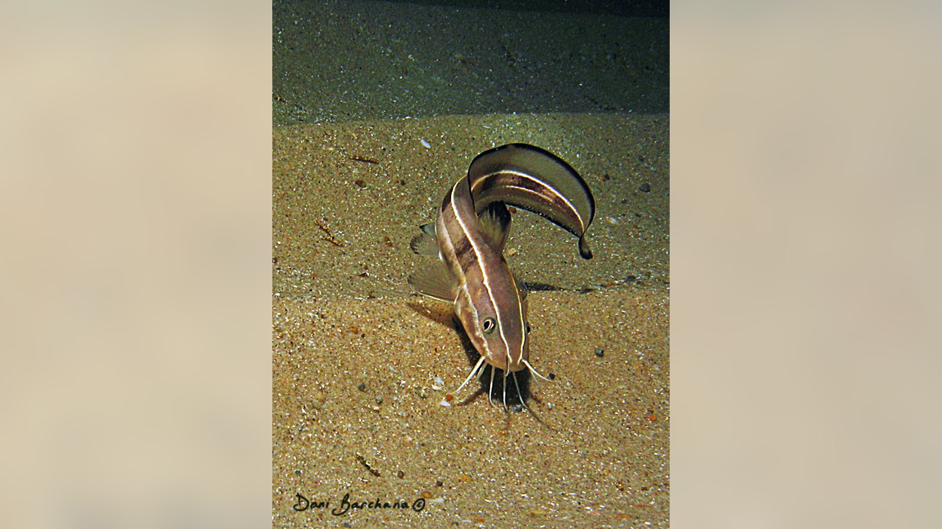 Killer 'Hezbollah' Fish Threatens Israeli Waters | Fox News