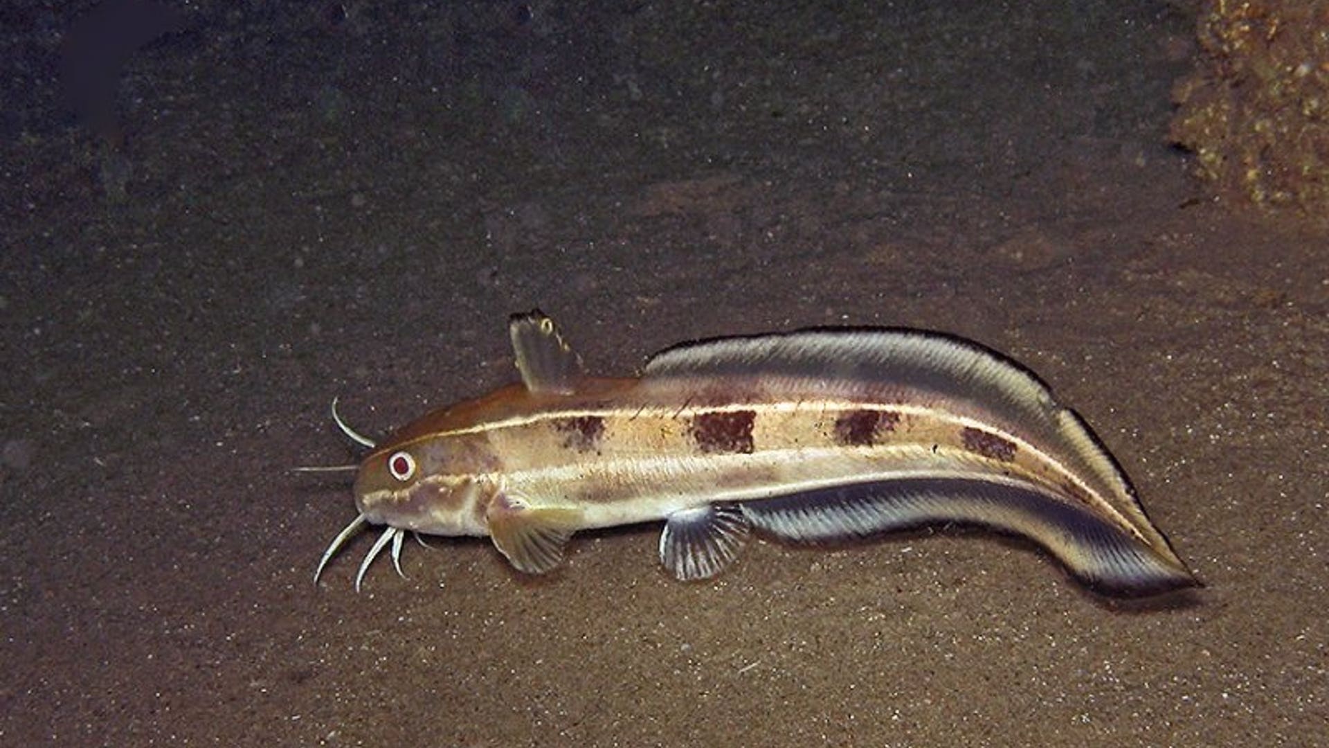 Killer 'Hezbollah' Fish Threatens Israeli Waters | Fox News