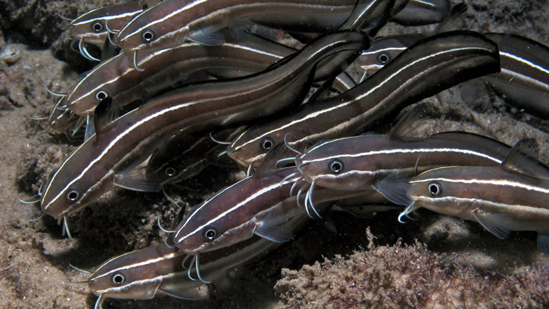 Killer 'Hezbollah' Fish Threatens Israeli Waters | Fox News