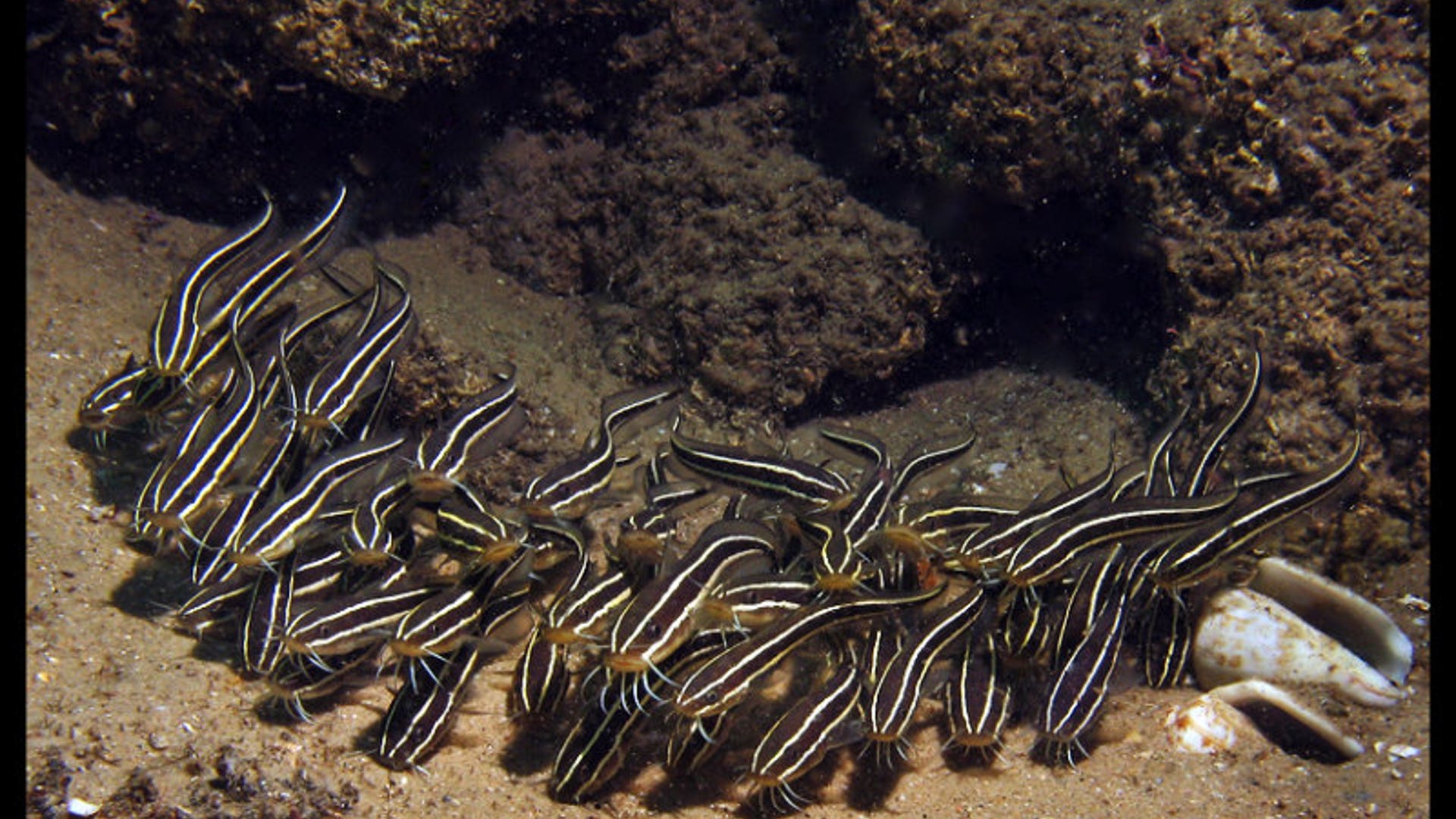 Killer 'Hezbollah' Fish Threatens Israeli Waters | Fox News