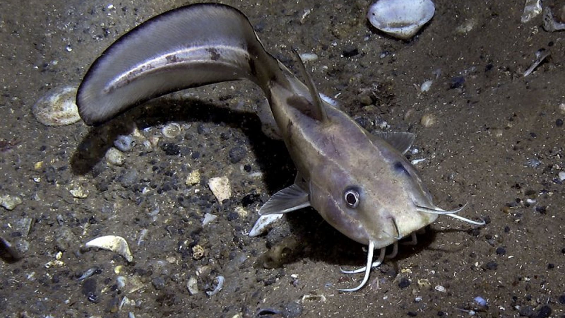 Killer 'Hezbollah' Fish Threatens Israeli Waters | Fox News