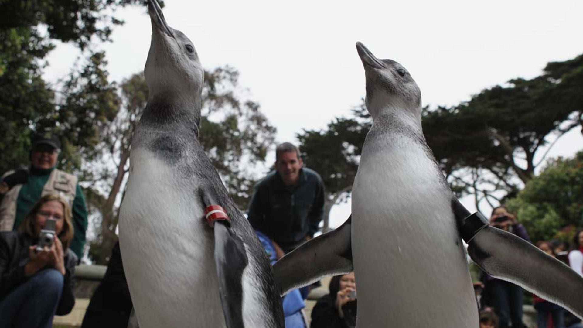Brazil Sends Beached Penguins to California for Their Health