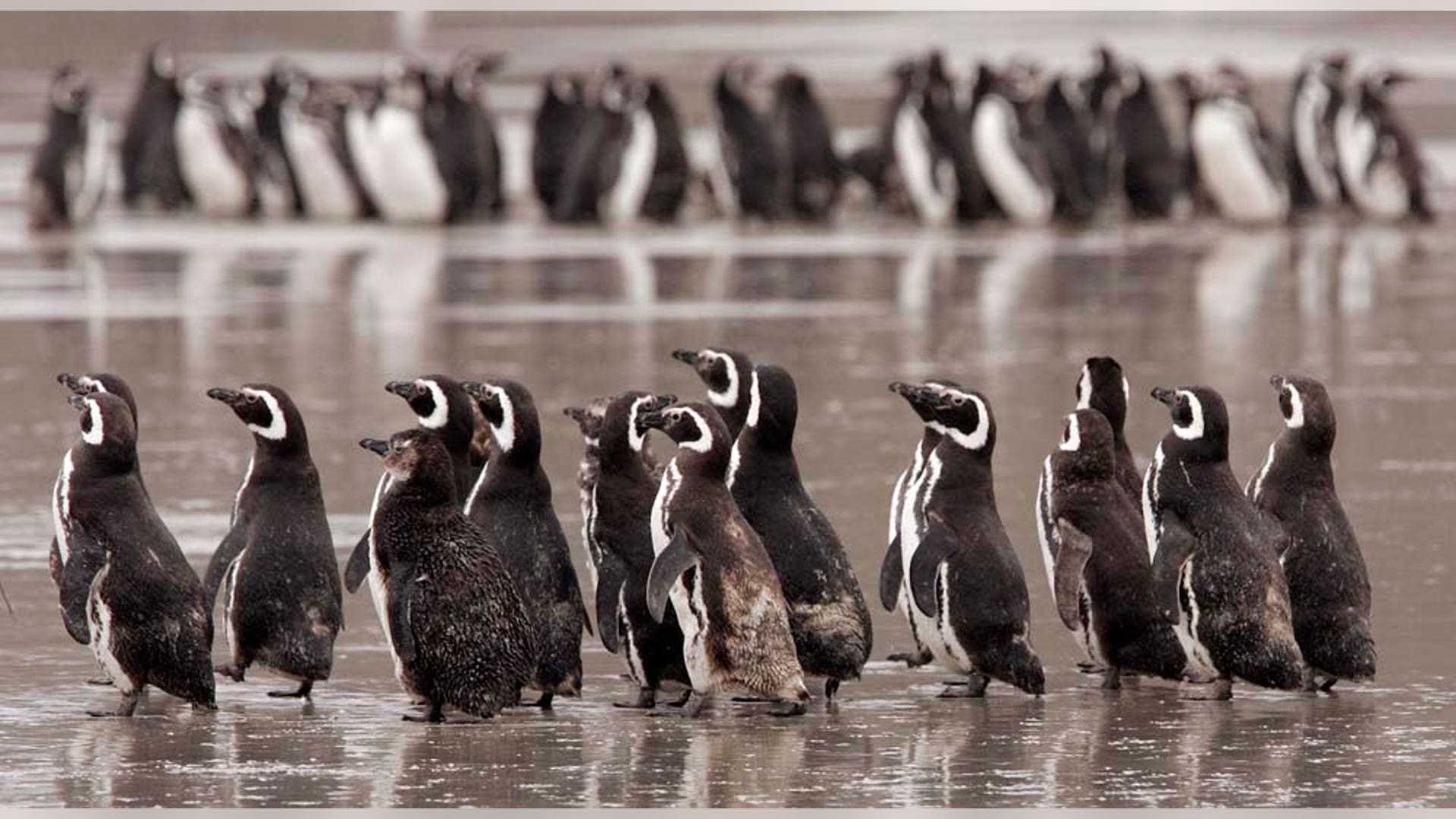 Brazil Sends Beached Penguins to California for Their Health
