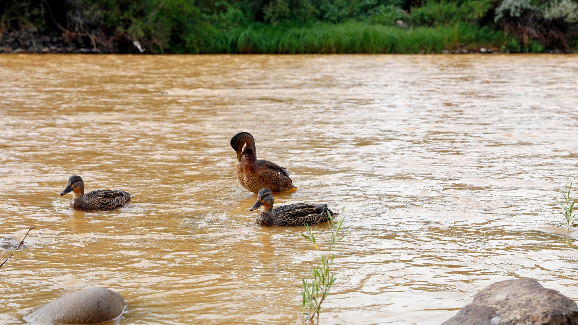 A river runs yellow: Mine waste colors the Animas River | Fox News