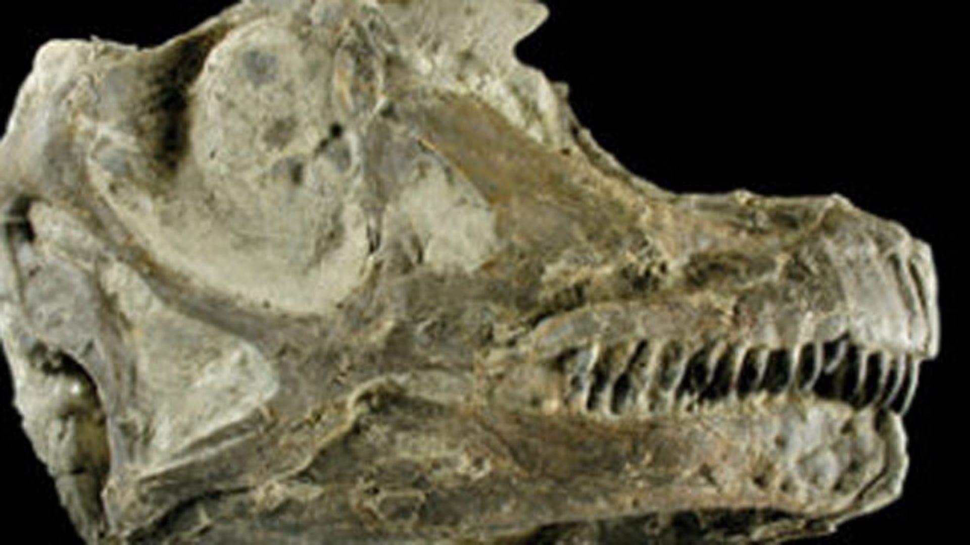 All that remains: Fossil finds | Fox News