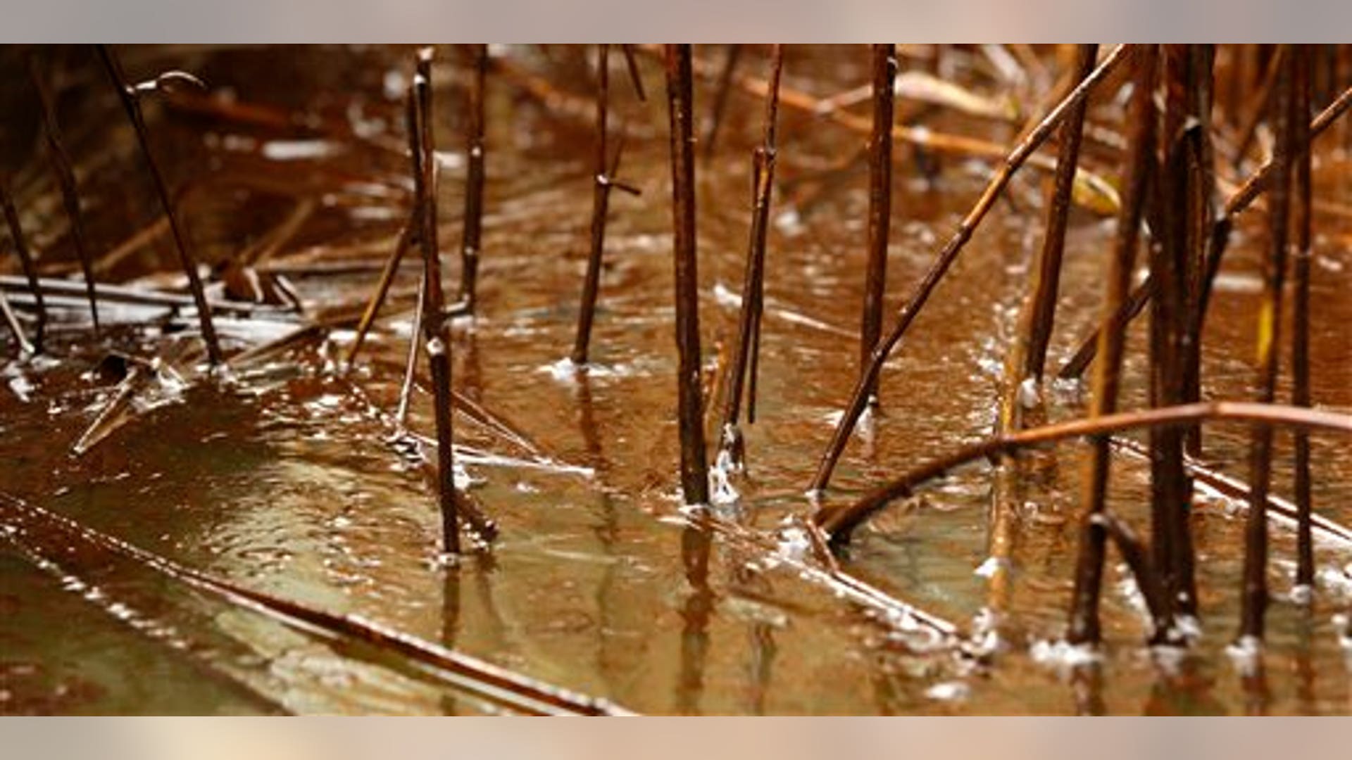 Oil Spills, and Nature Suffers | Fox News