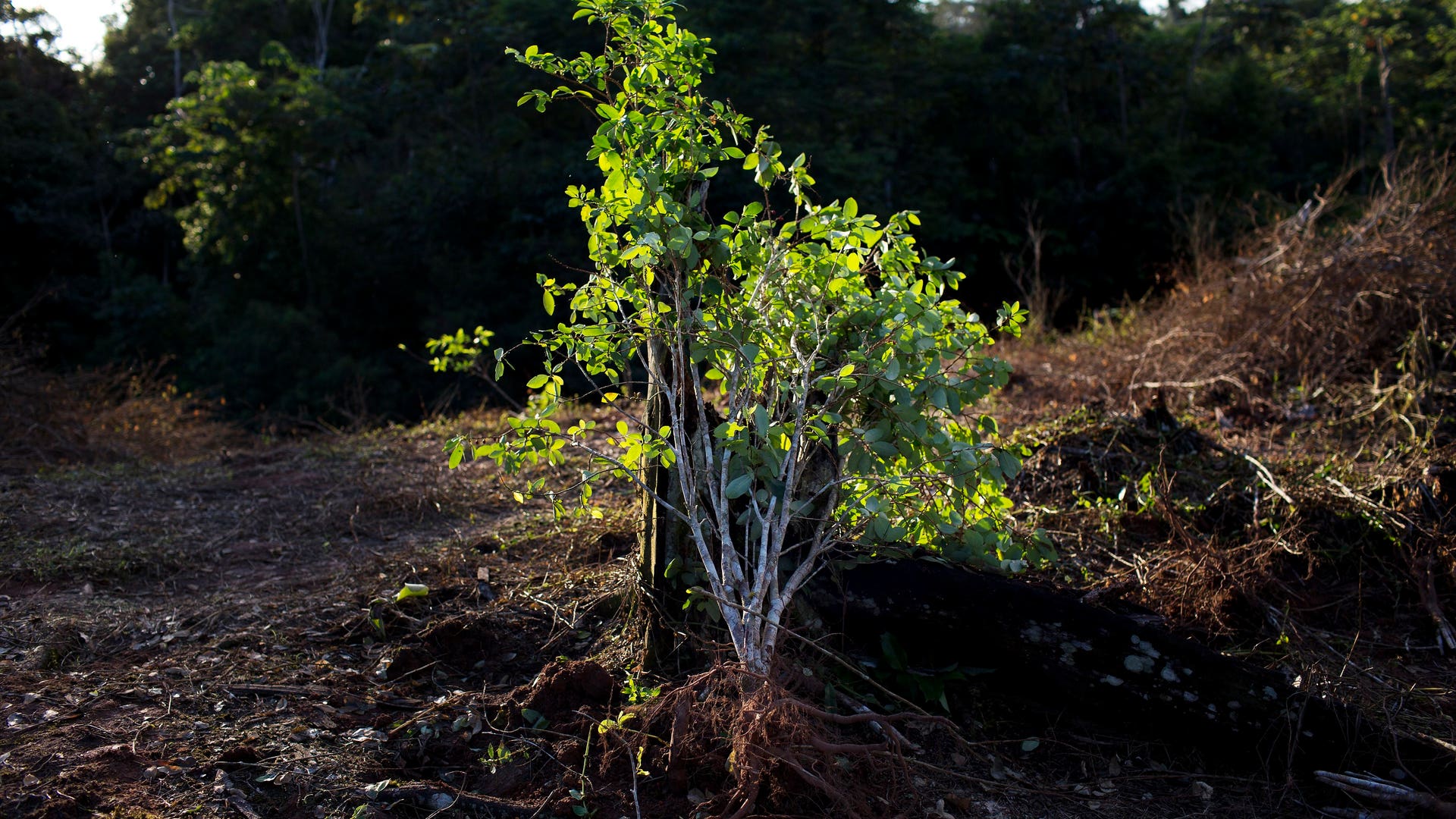 Peru's coca farmers struggle after plantation destroyed | Fox News
