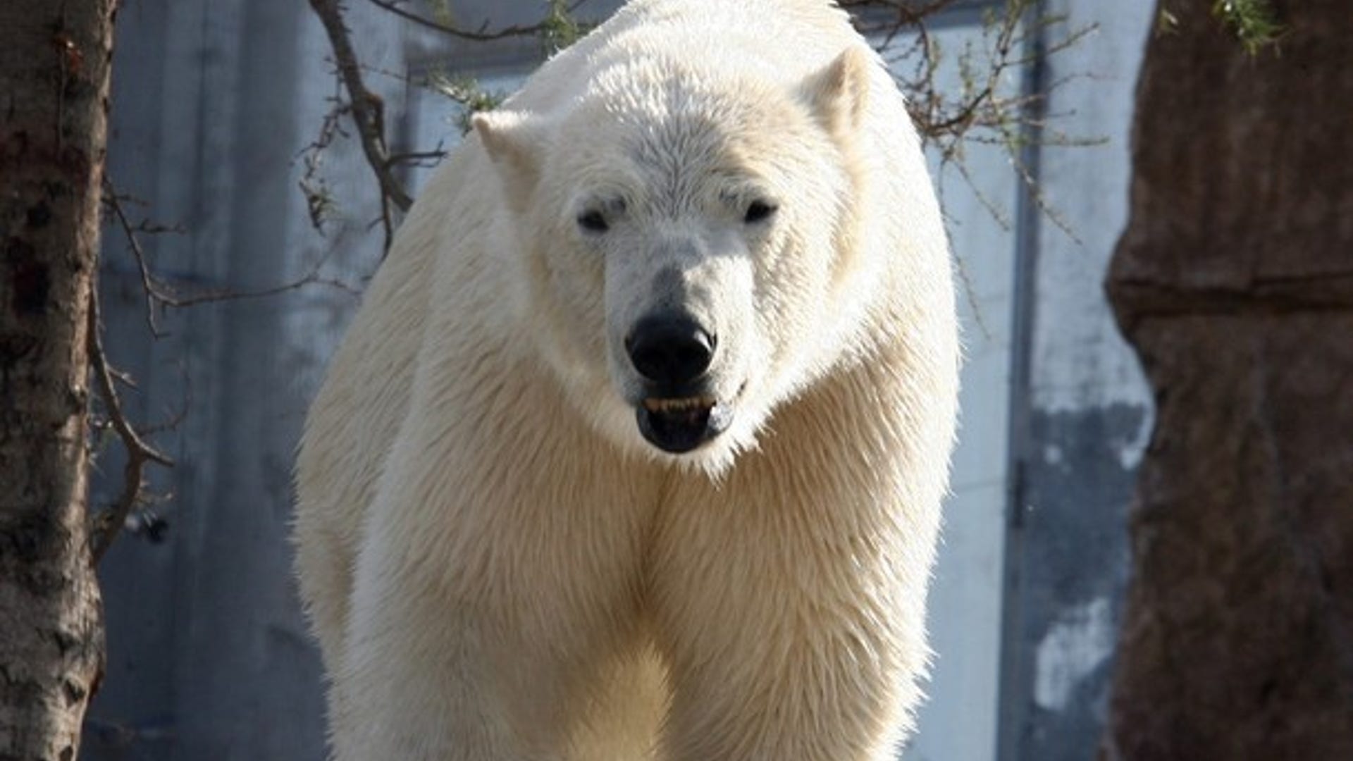 Polar to Panda: Bears, Worldwide | Fox News