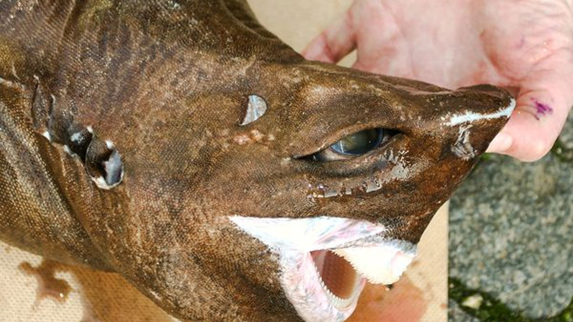 Strange Sea Species Found Off Greenland | Fox News