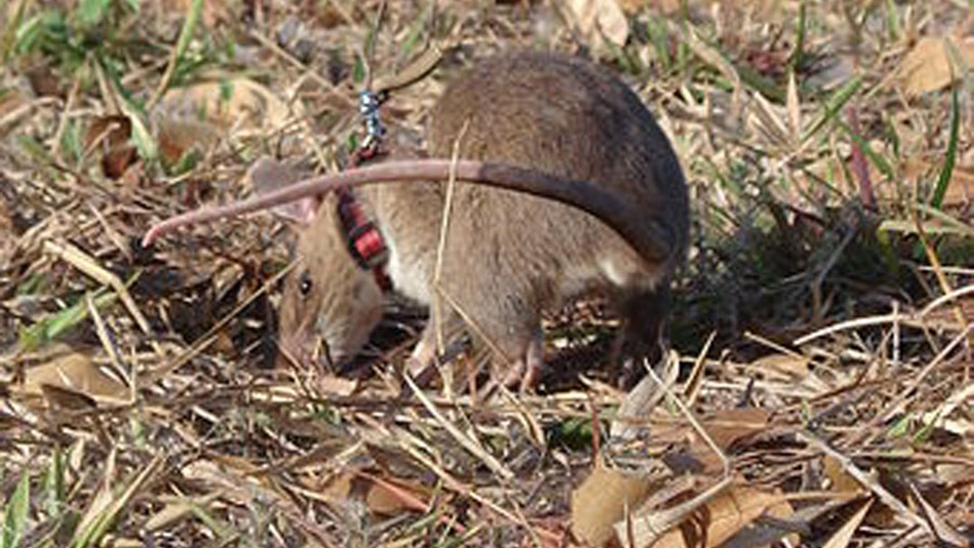 Nature's Doctors | Fox News