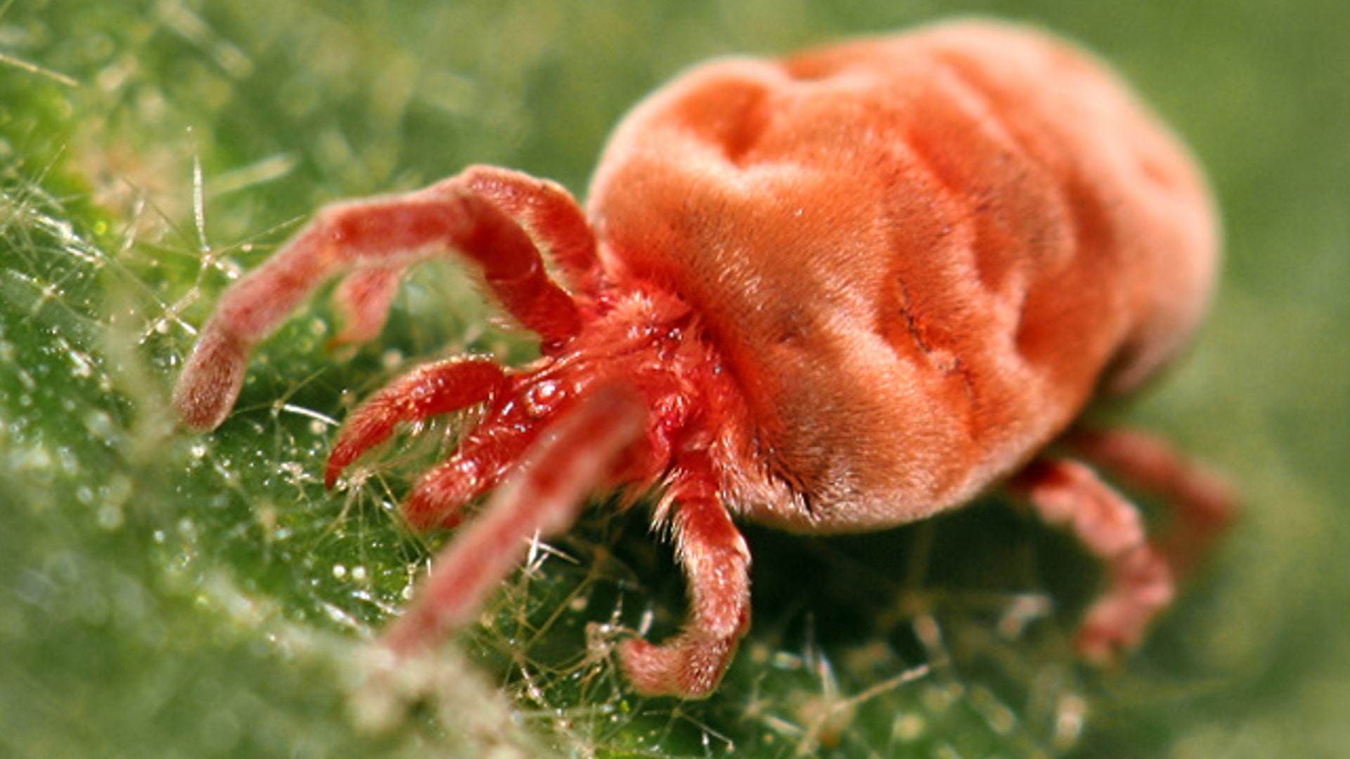 Things That Sting (and Bite!) | Fox News