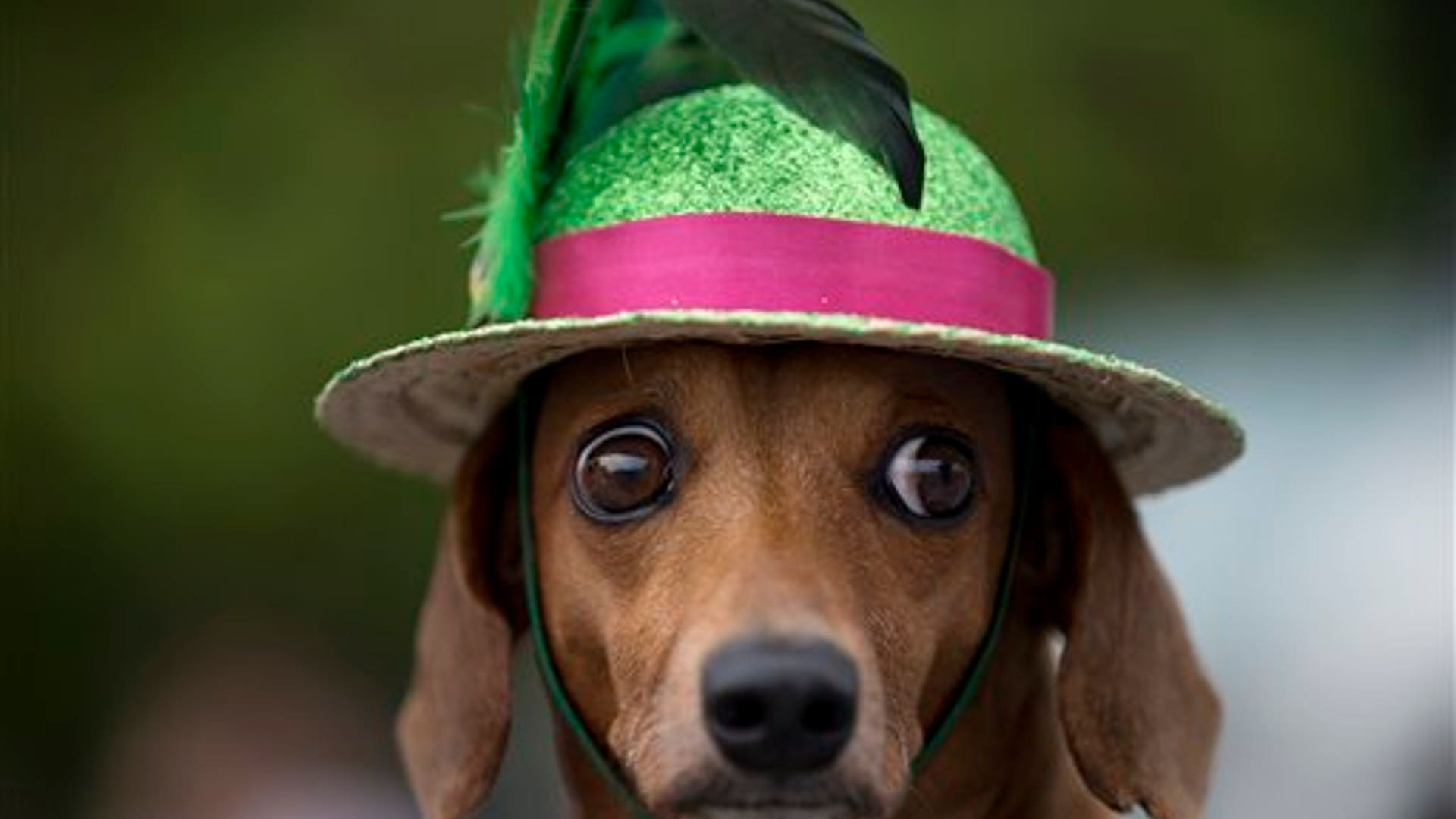 Carnival For Puppies: Rio's Dogs Get A Parade | Fox News