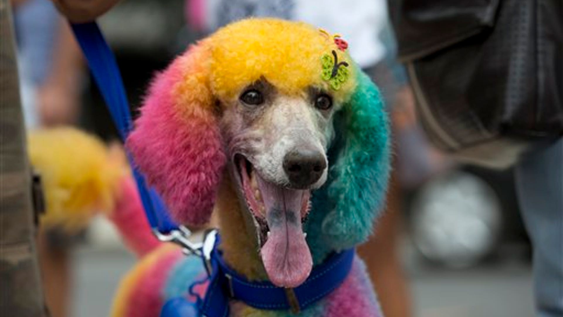 Carnival For Puppies: Rio's Dogs Get A Parade | Fox News