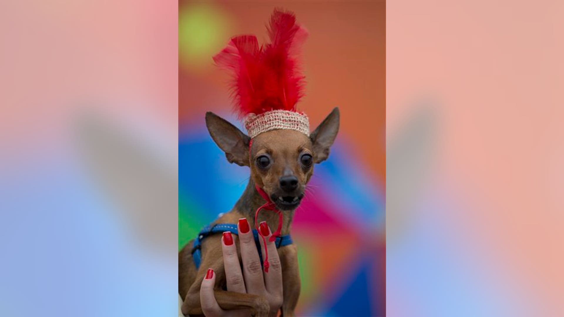 Carnival For Puppies: Rio's Dogs Get A Parade | Fox News
