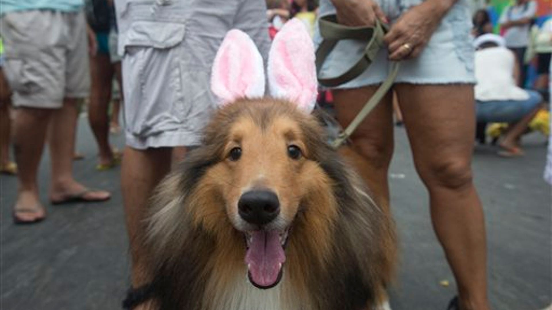 Carnival For Puppies: Rio's Dogs Get A Parade | Fox News