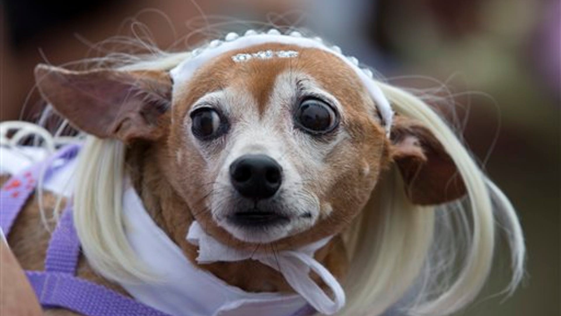 Carnival For Puppies: Rio's Dogs Get A Parade | Fox News
