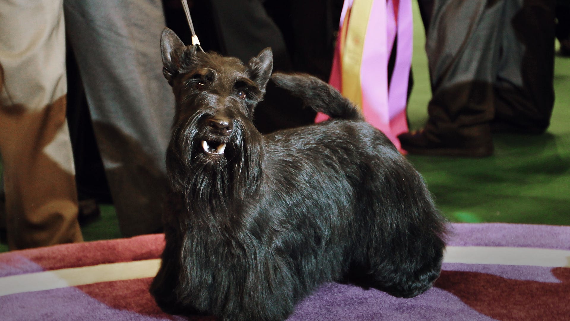 Westminster Dog Shows | Fox News