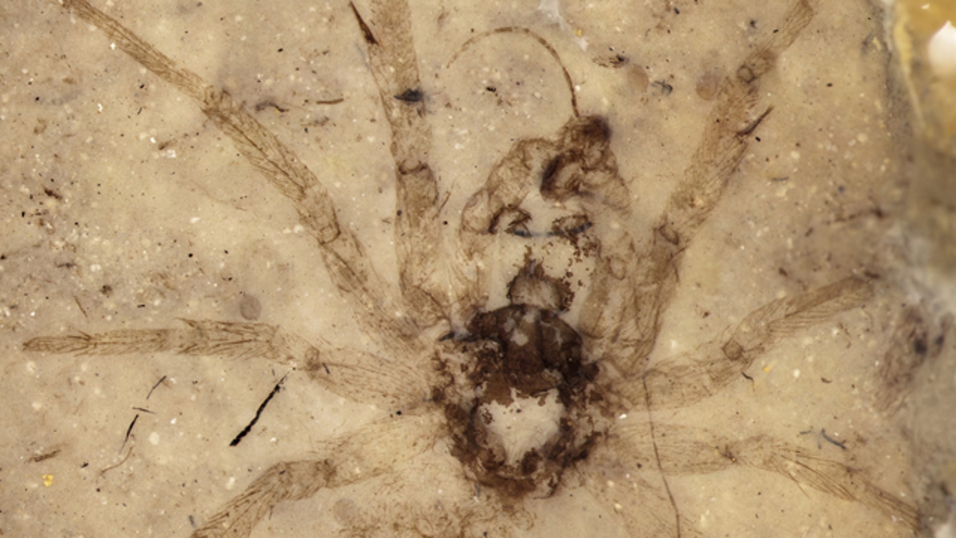 All that remains: Fossil finds | Fox News