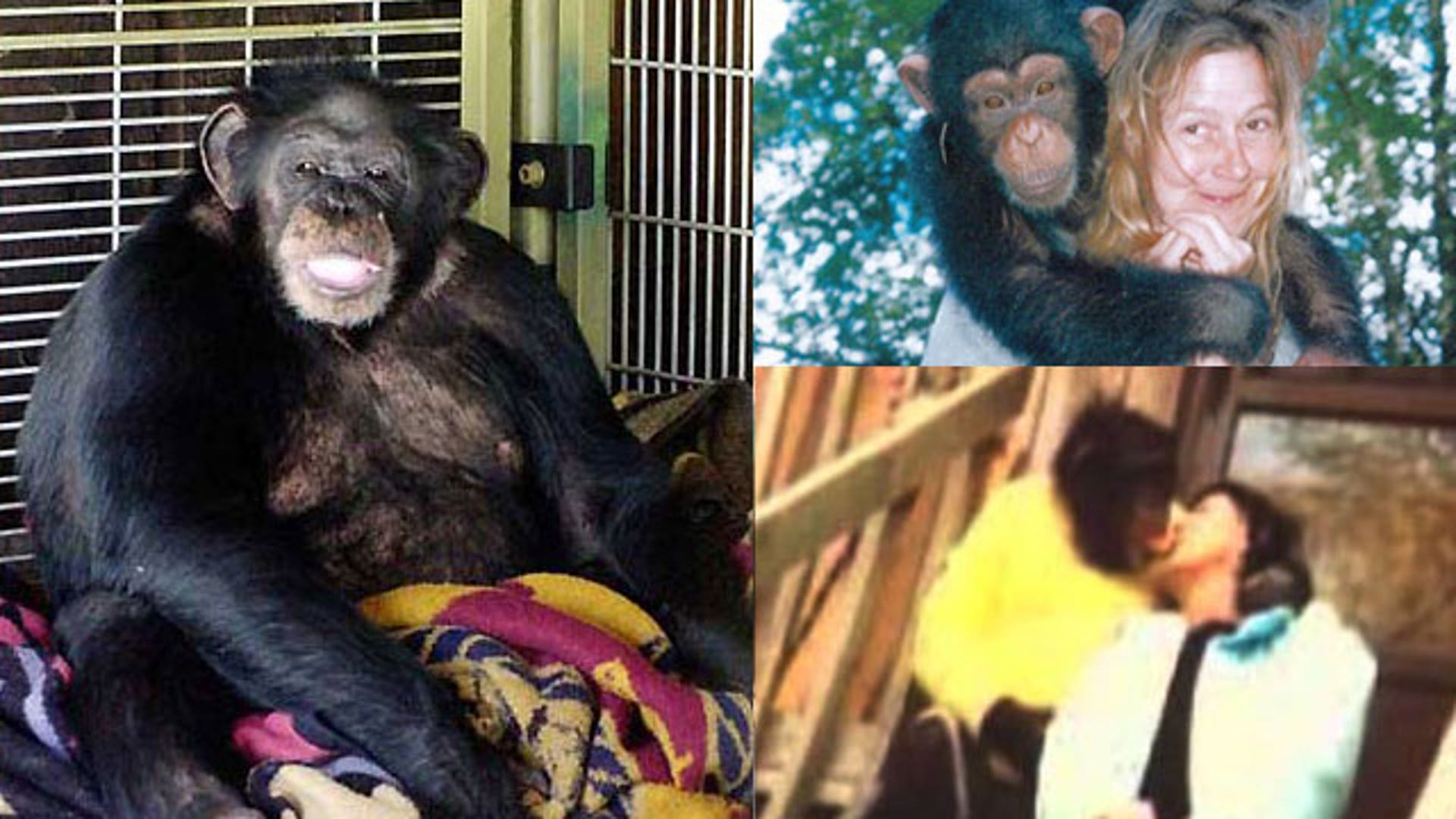 When Animals Attack | Fox News