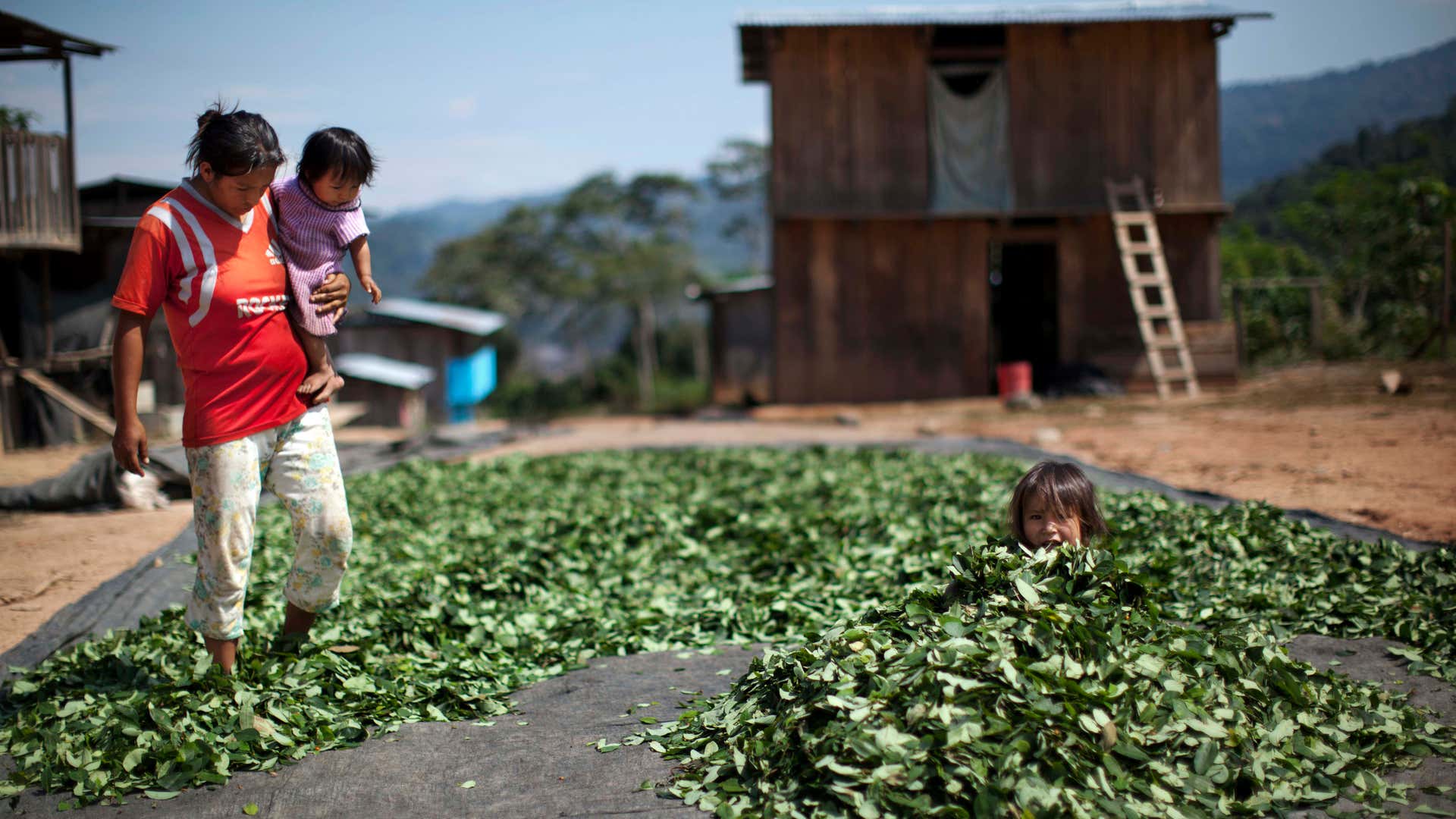 In remote Peruvian valley, coca is king | Fox News
