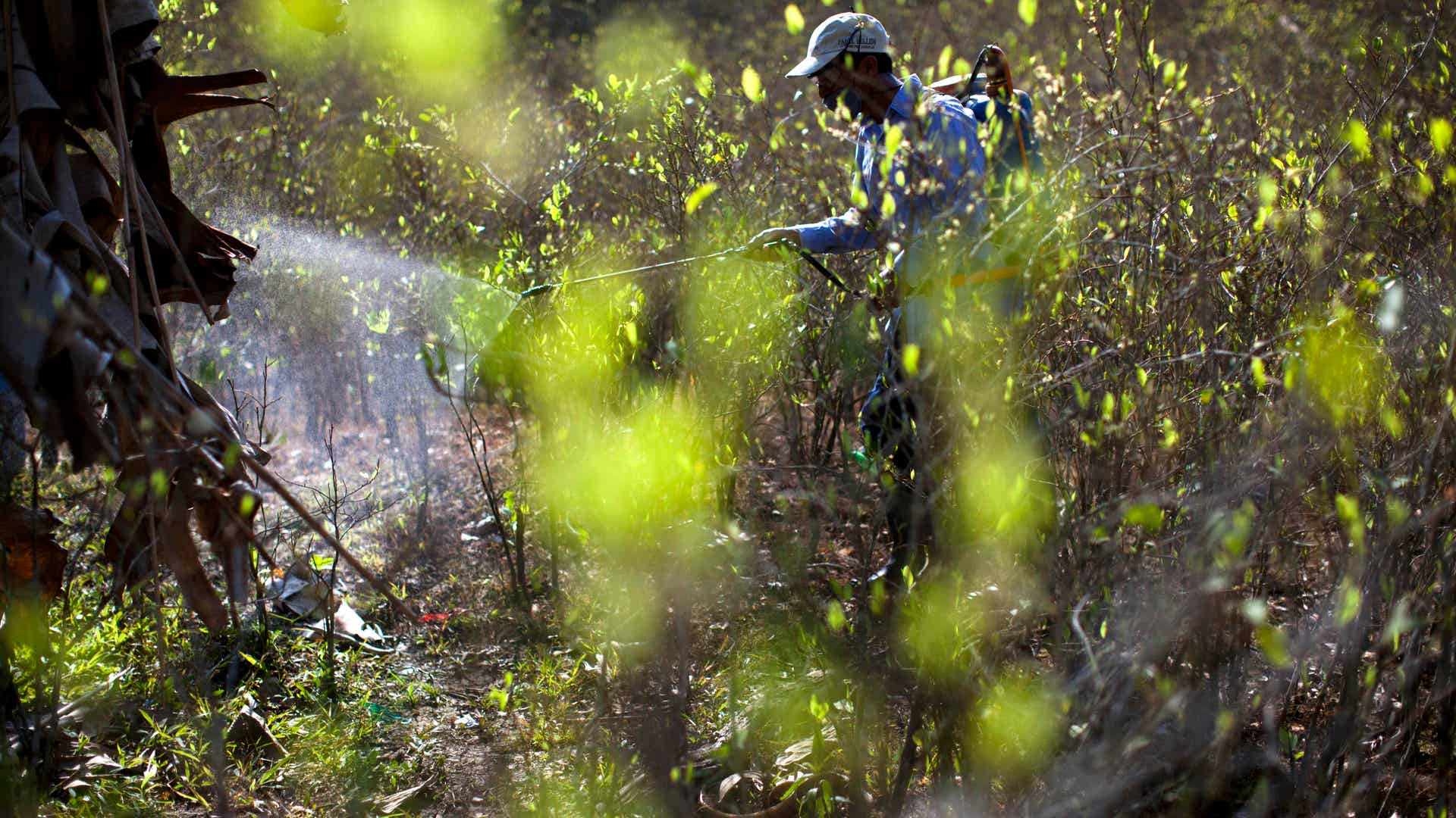 In remote Peruvian valley, coca is king | Fox News