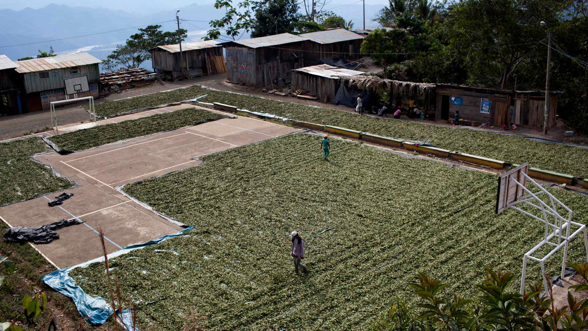 In remote Peruvian valley, coca is king | Fox News