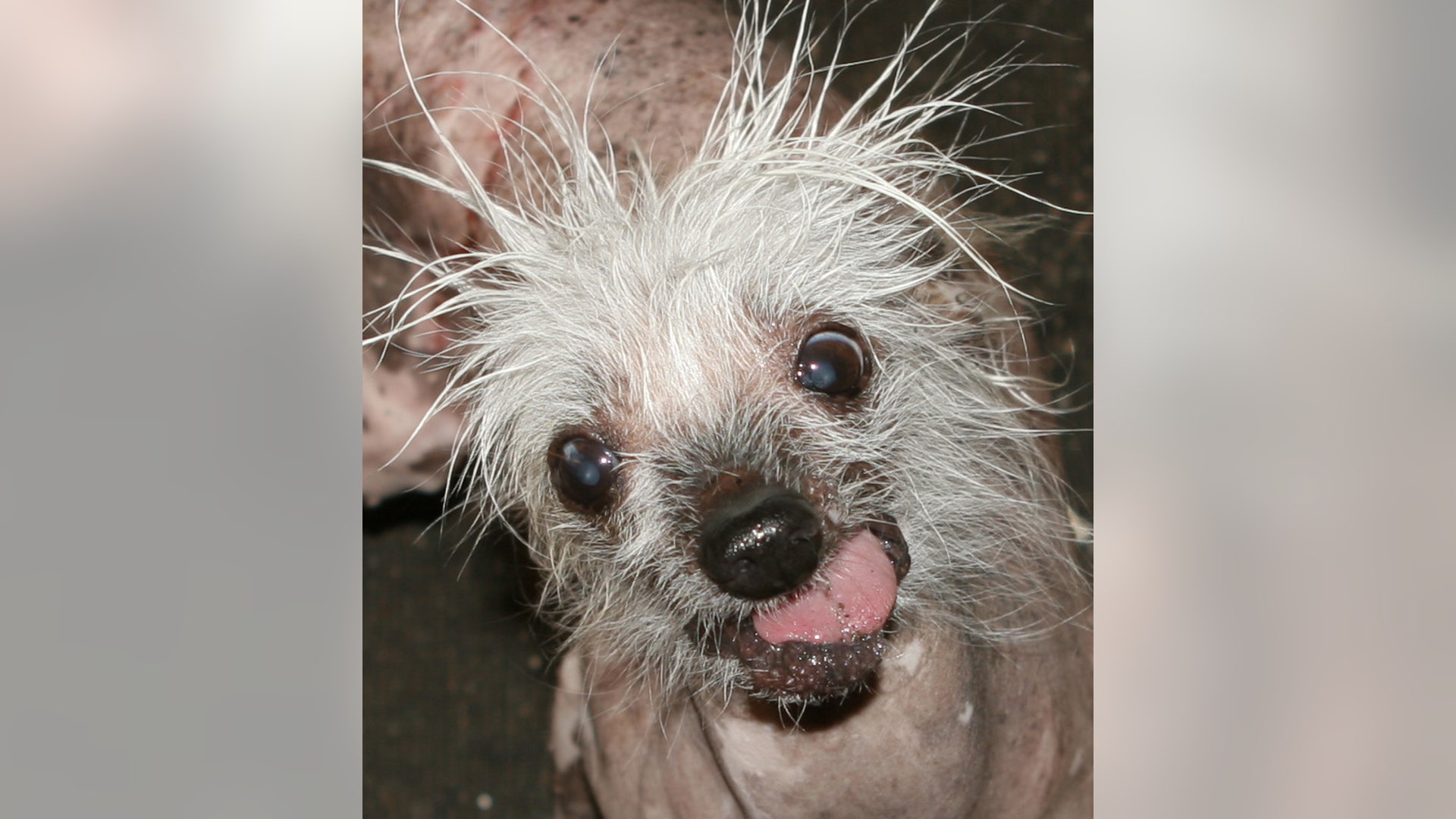 Homely Hounds: World's ugliest dog contenders | Fox News