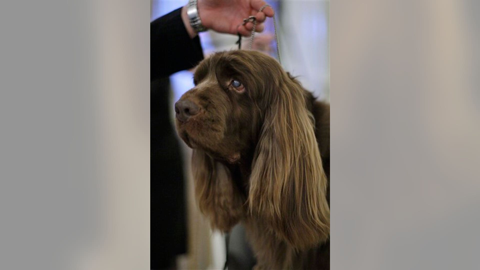 Westminster Dog Show: Meet the Competition | Fox News