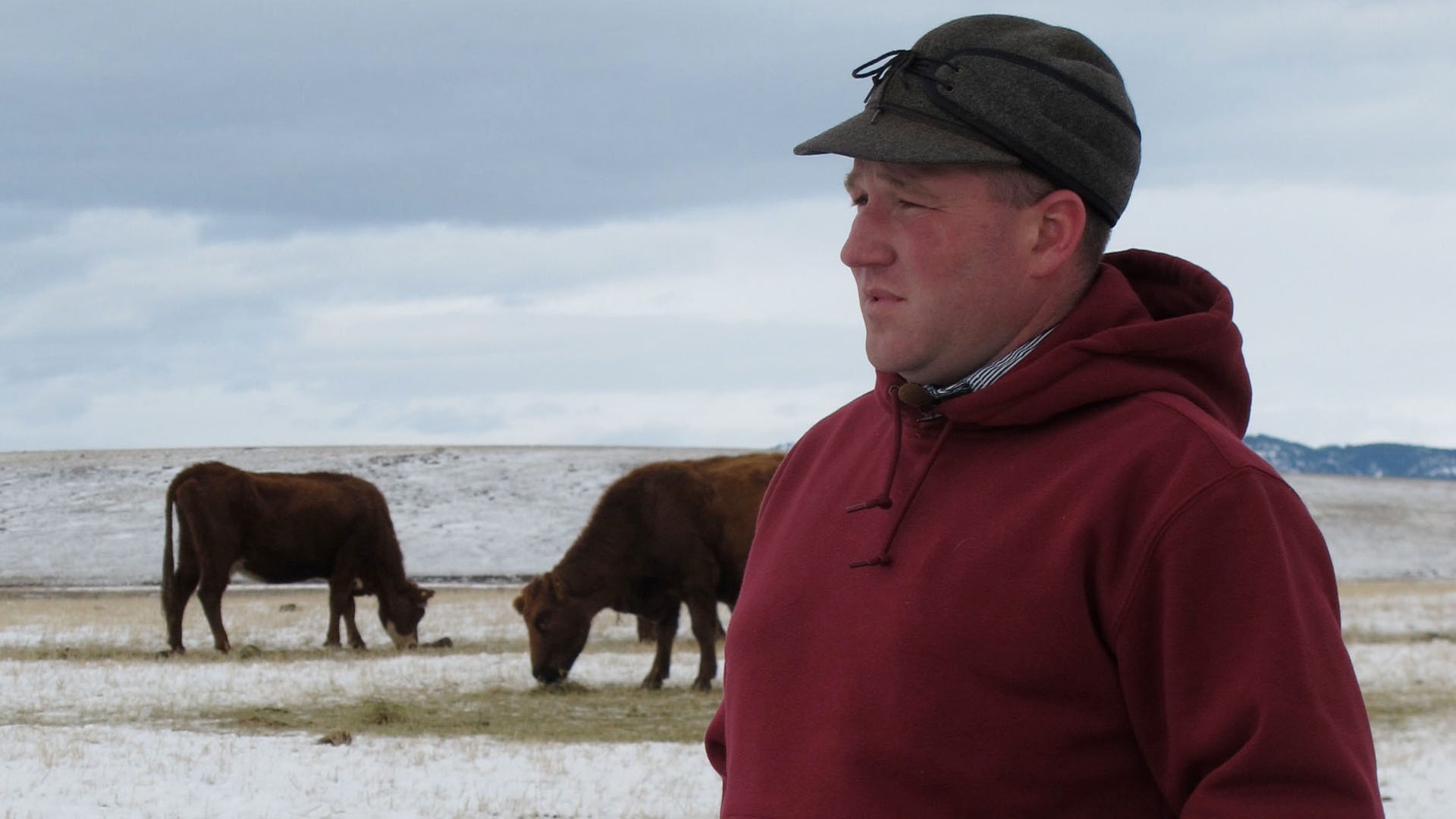Cattle Ranchers in a Battle with Wolves | Fox News