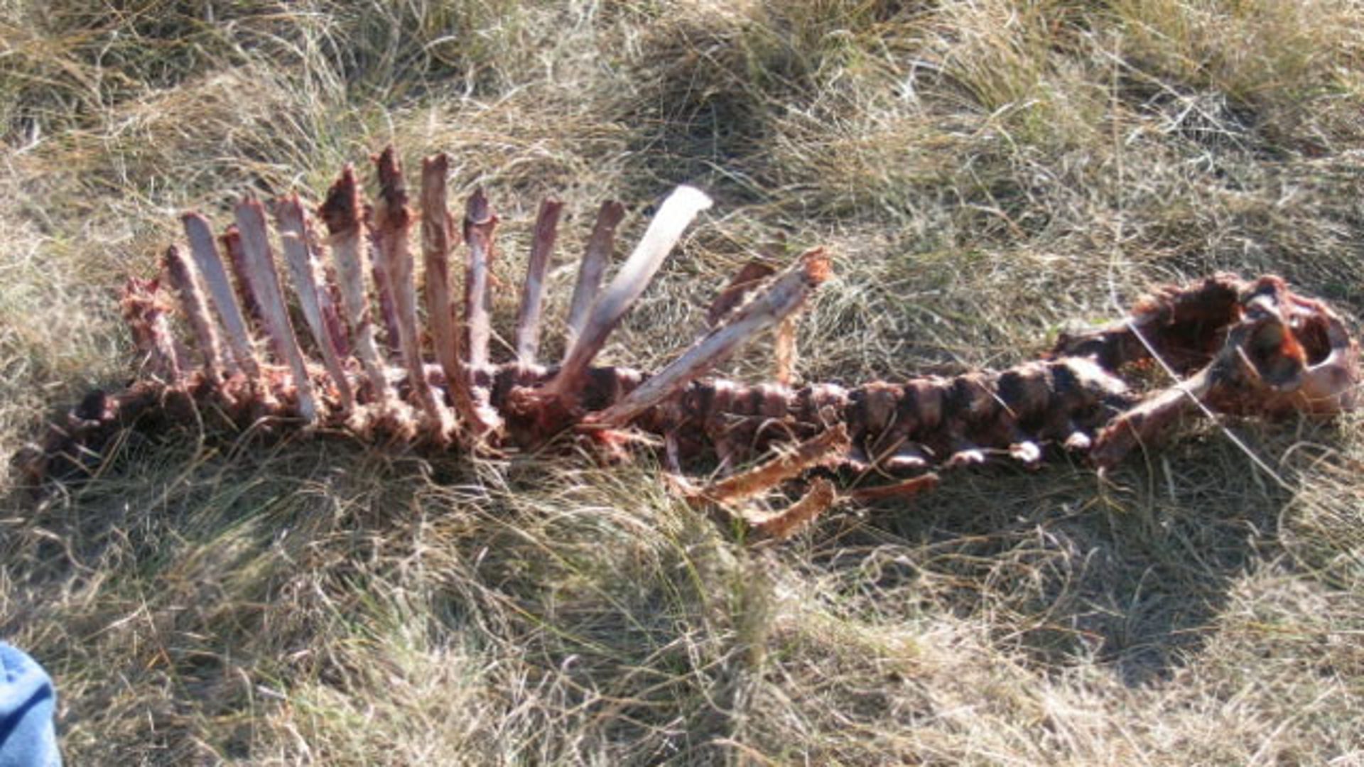 Cattle Ranchers in a Battle with Wolves | Fox News