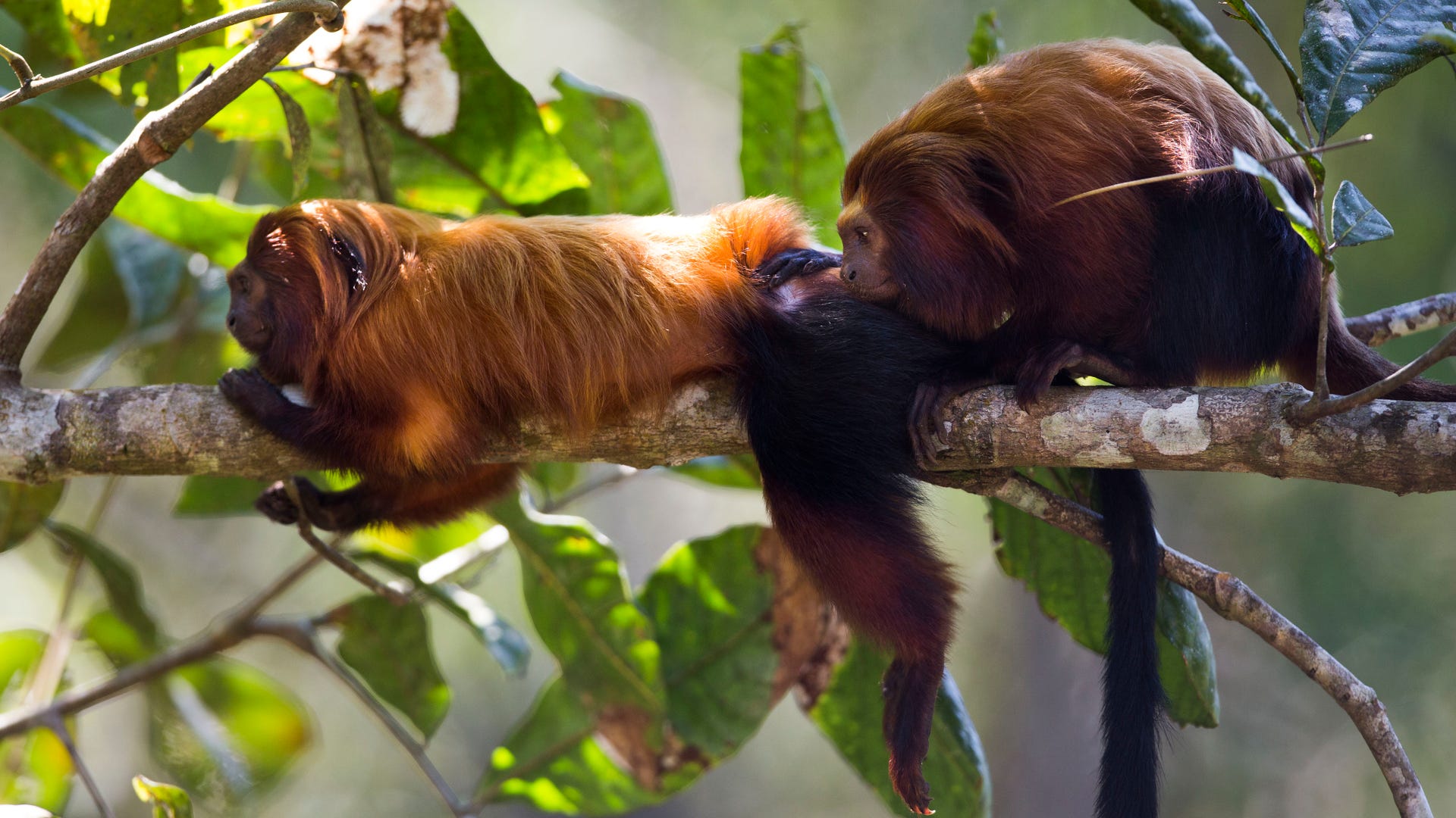 Saving Monkey Will Save our Forest, Brazil Says | Fox News