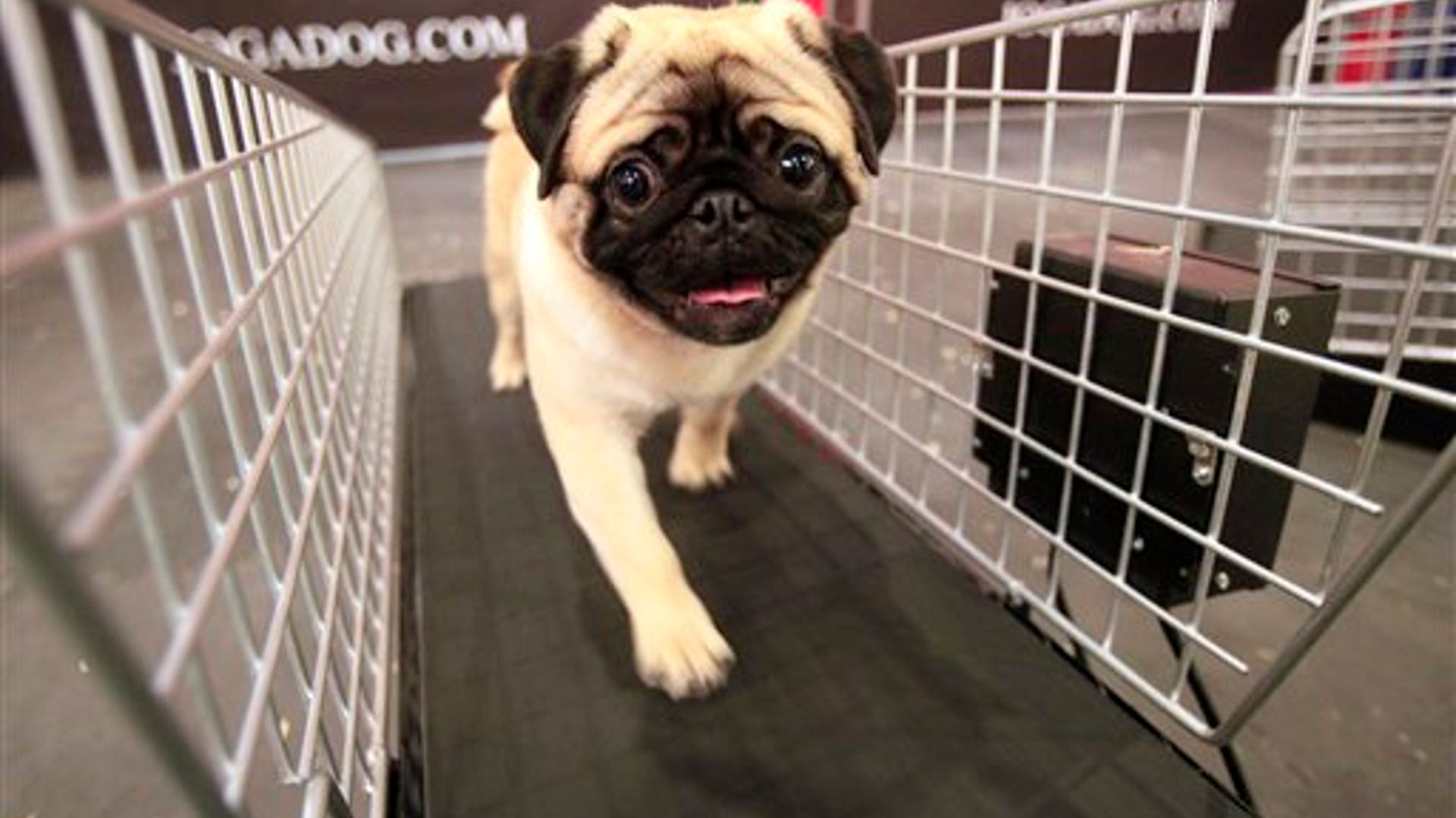 Westminster Dog Show: Meet the Competition | Fox News