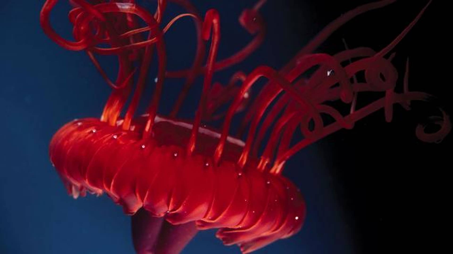 Deep-Sea Oddities From the Census of Marine Life | Fox News