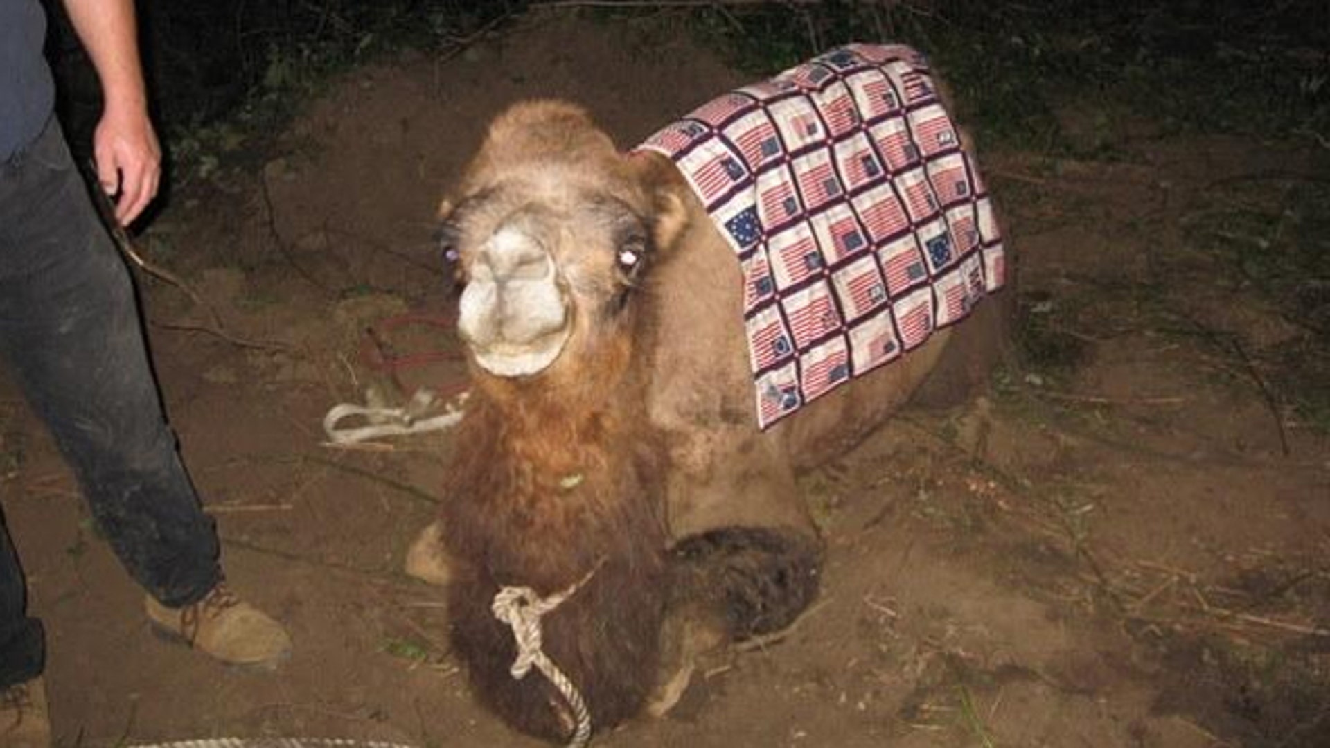 Oregon Camel Rescue | Fox News