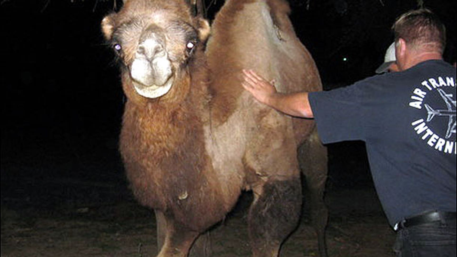 Oregon Camel Rescue | Fox News