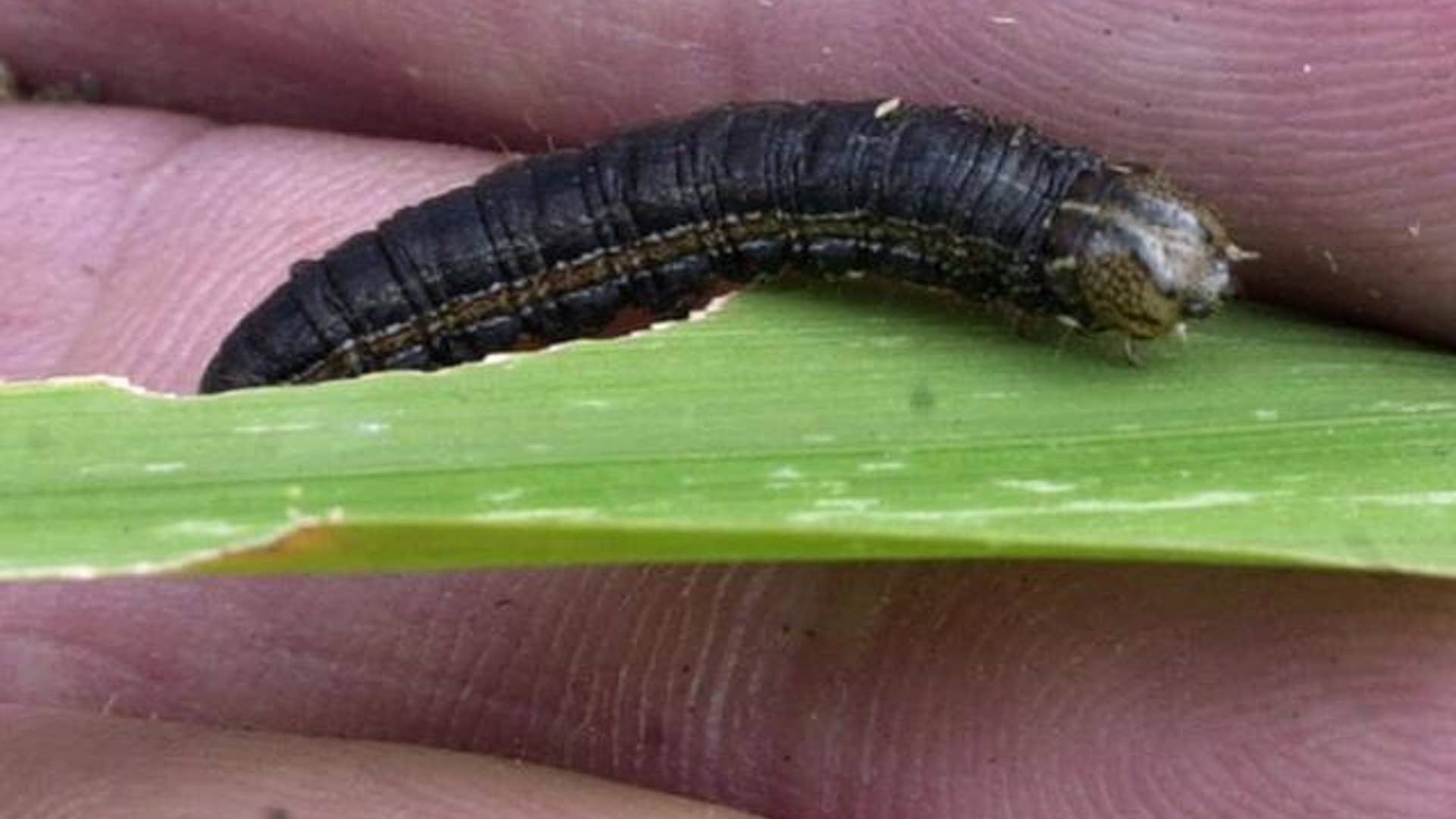 Bugs People Eat | Fox News