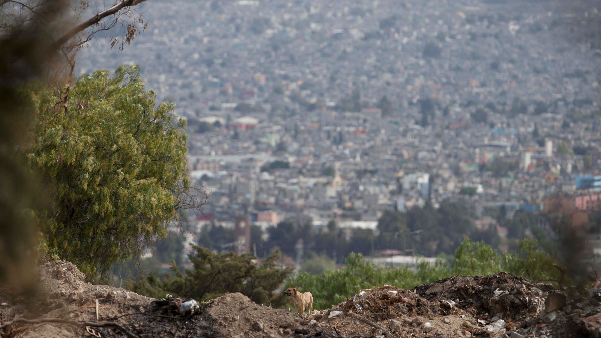 Unusual Suspects, Stray Dogs Kill Five in Mexico | Fox News