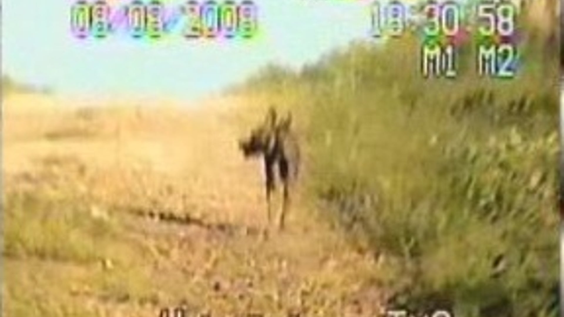 Recent Chupacabra Sightings | Fox News