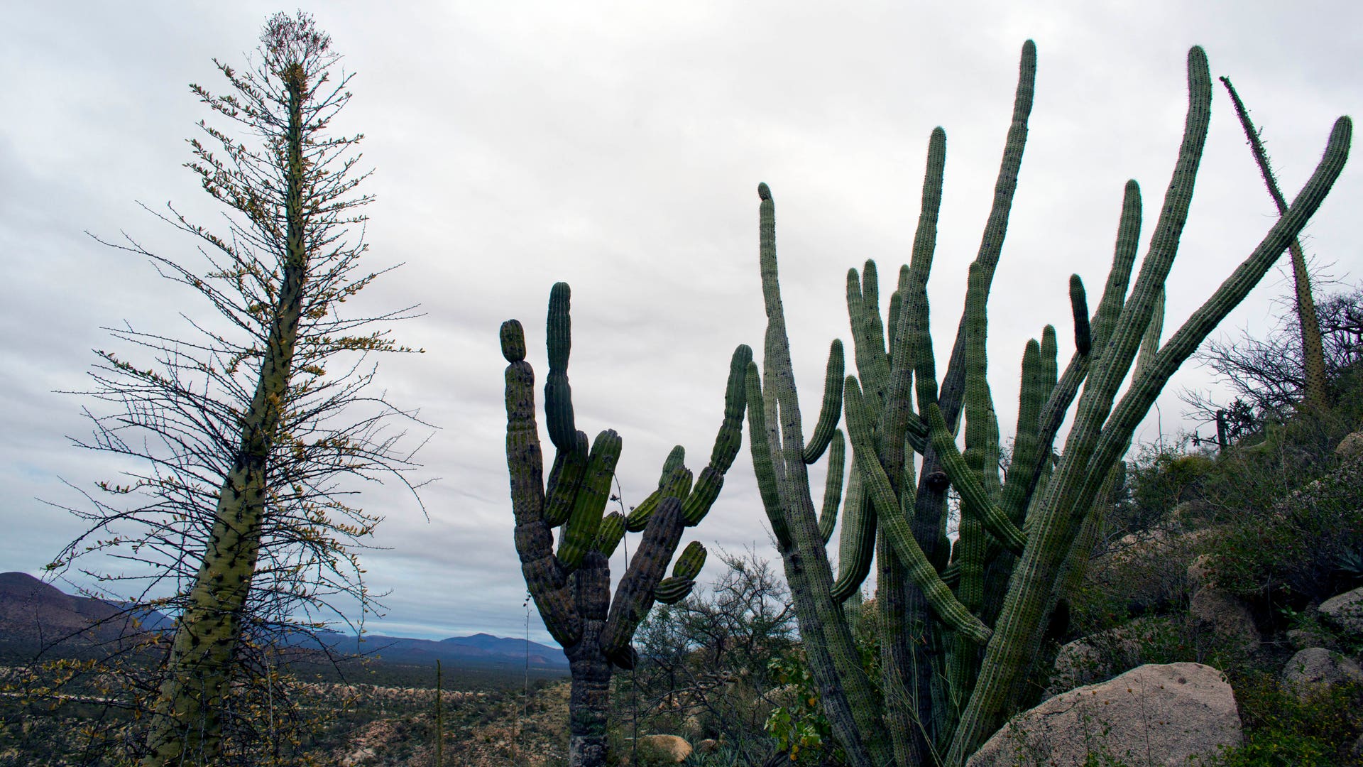 Baja peninsula offers an unspoiled landscape, and flora Dr. Seuss might ...
