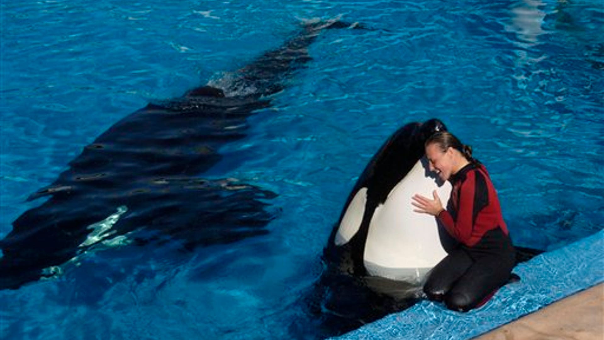 Death at SeaWorld | Fox News