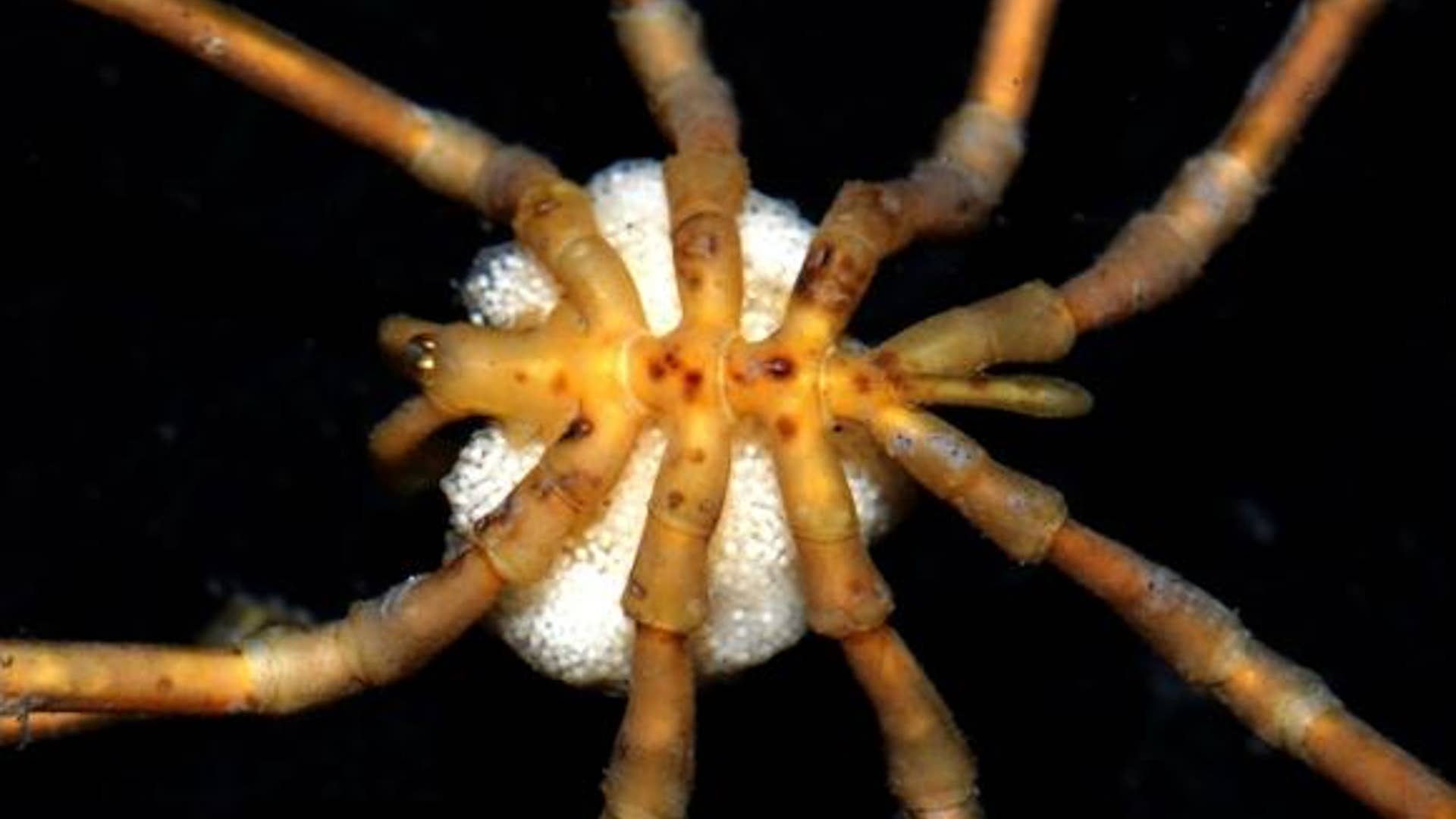 Deep-Sea Oddities From the Census of Marine Life | Fox News