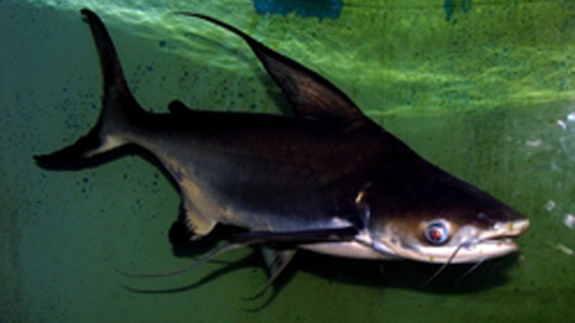 New Species Endangered by Climate Change | Fox News