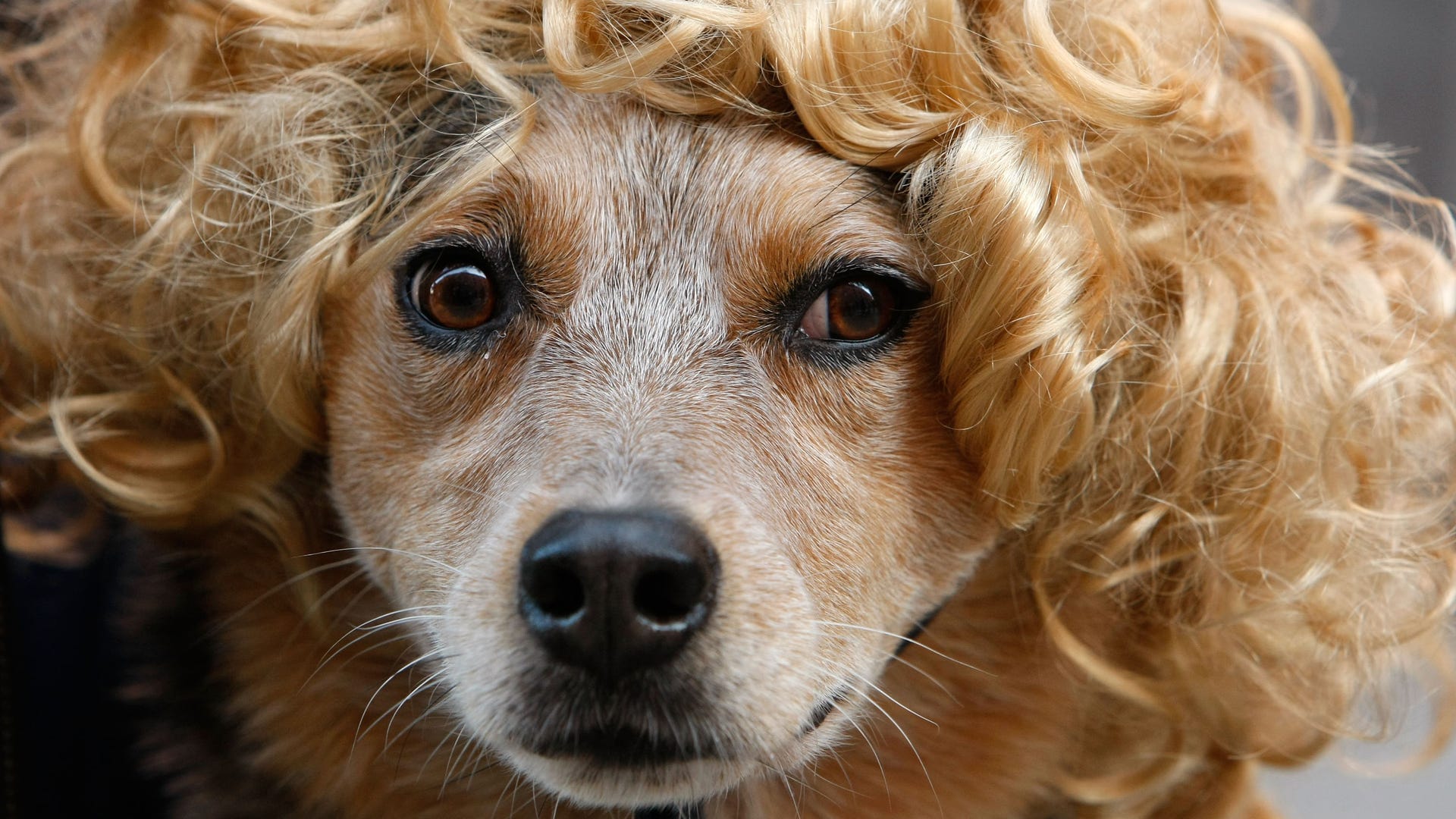 Cute Dogs Dressed Up For Halloween | Fox News