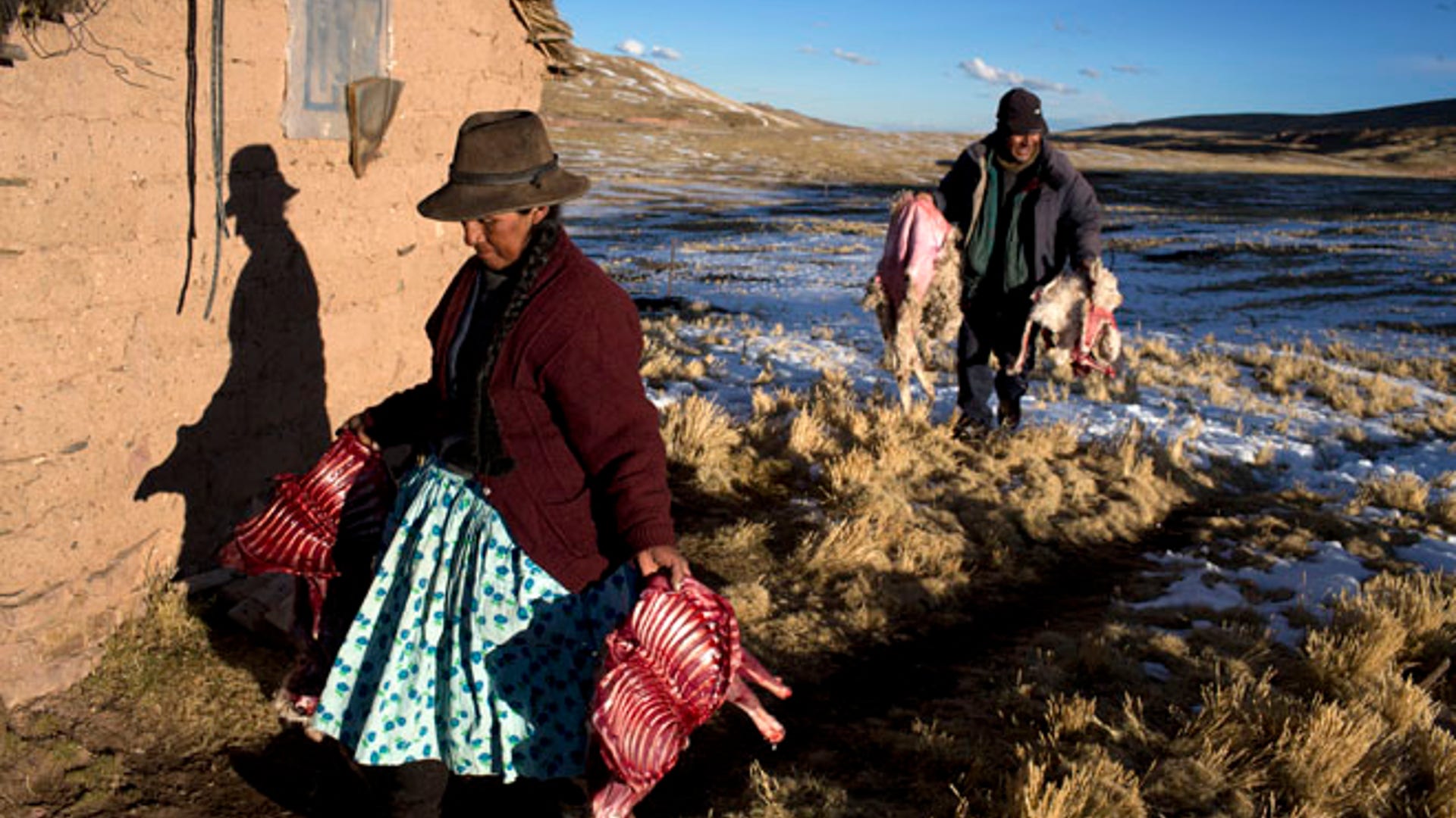 Alpacas grazing in Peru's Andes dying amid brutal cold snap | Fox News