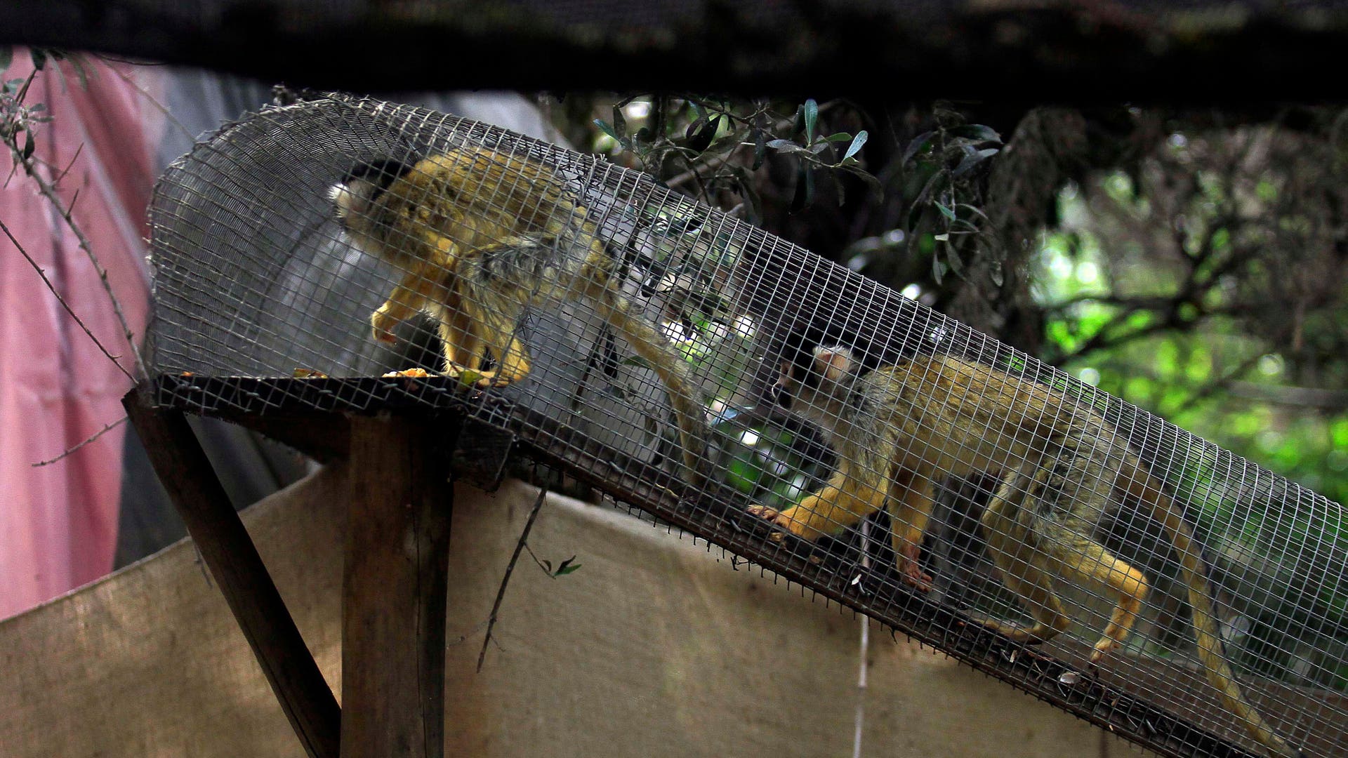 Smuggled monkeys find a refuge in Chile | Fox News