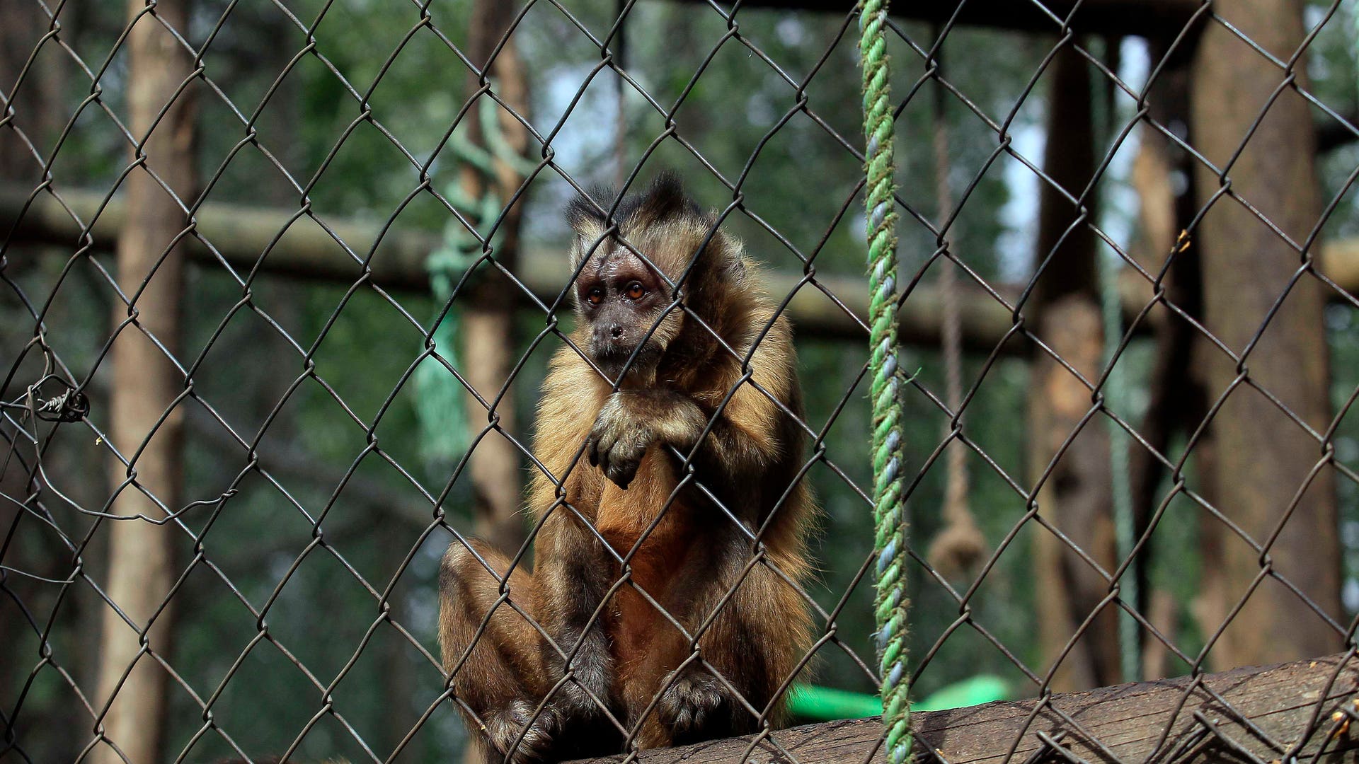 Smuggled monkeys find a refuge in Chile | Fox News
