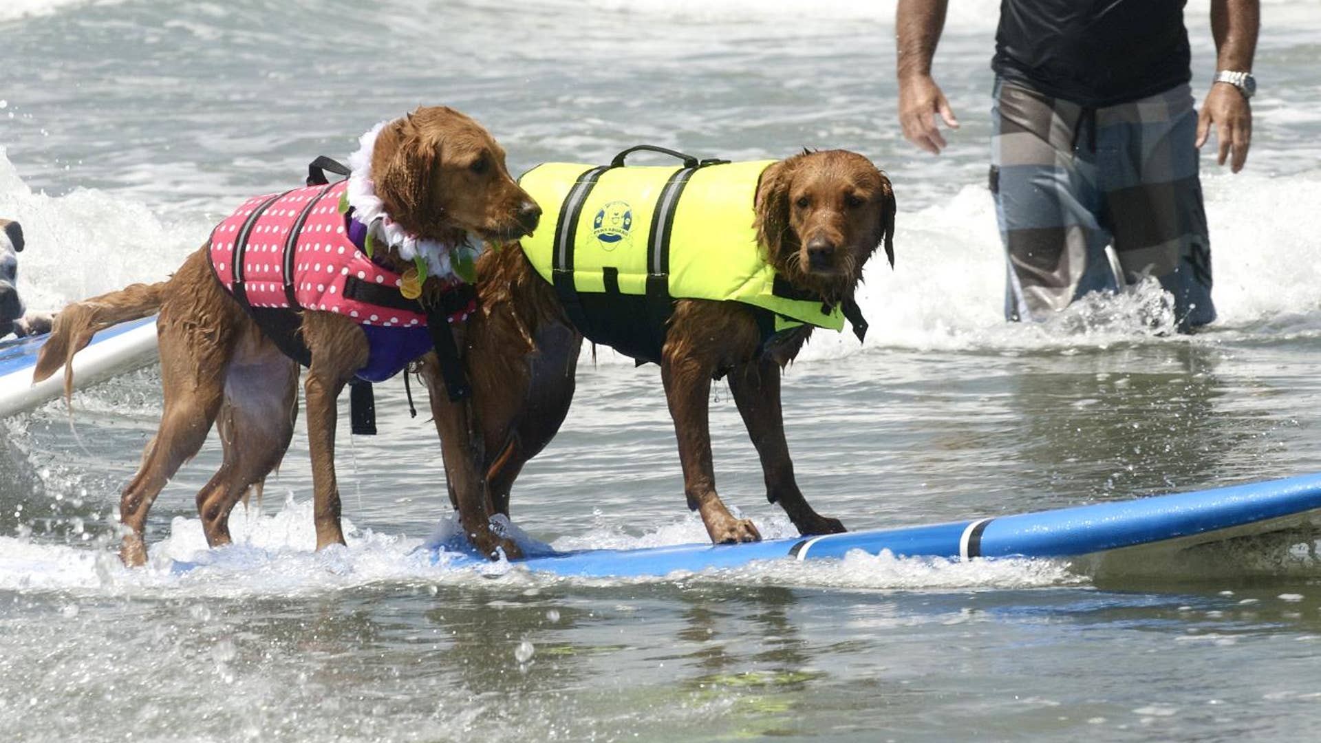Loews Coronado Bay Resort Surf Dog Competition | Fox News